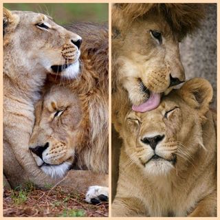 Ahmad Alfalo — YouPic