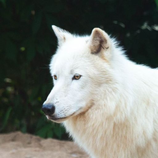 Travis Woolf — YouPic