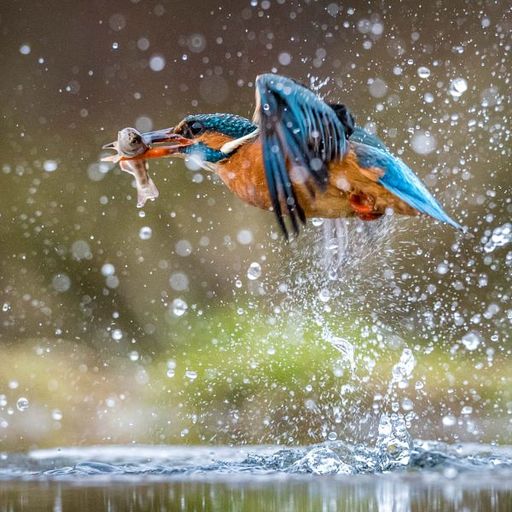 Sam Auger-Forbes — YouPic