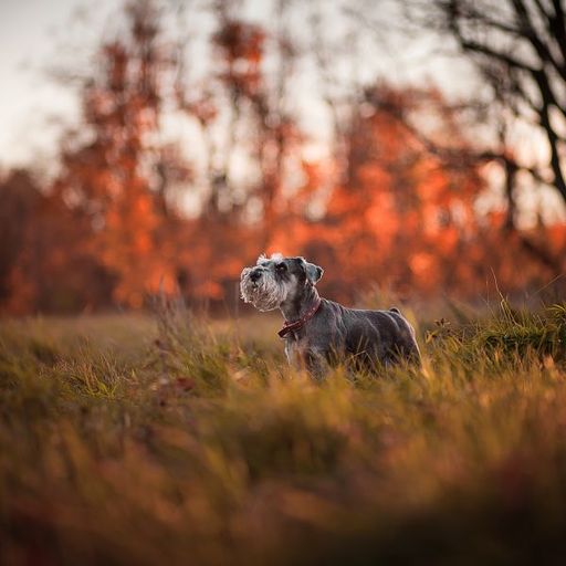 _MG_8516 by mariola.kajzer.1 — YouPic