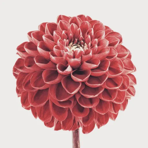 Stephen Mortimer — YouPic