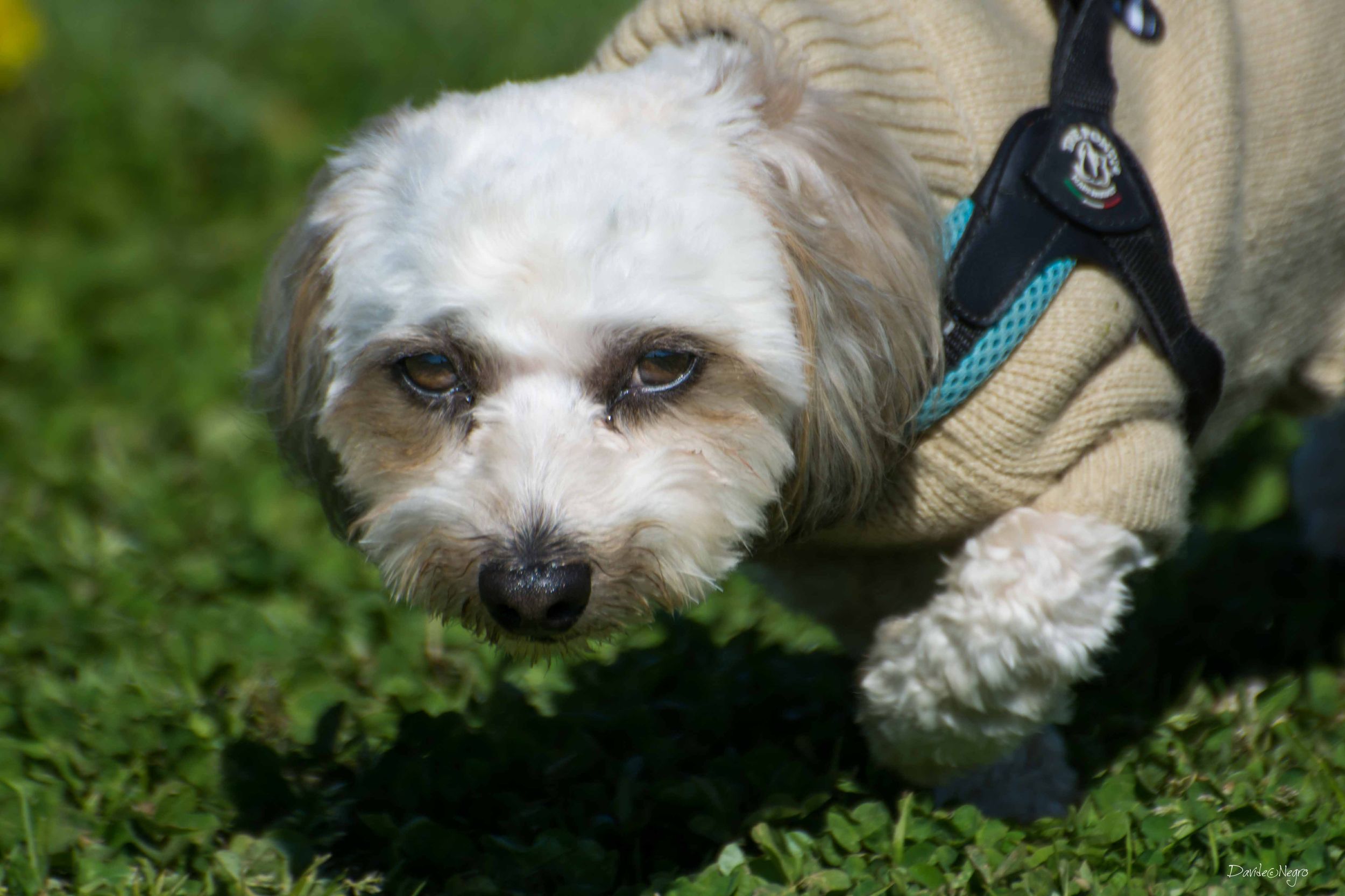little dog by davidenegro — YouPic