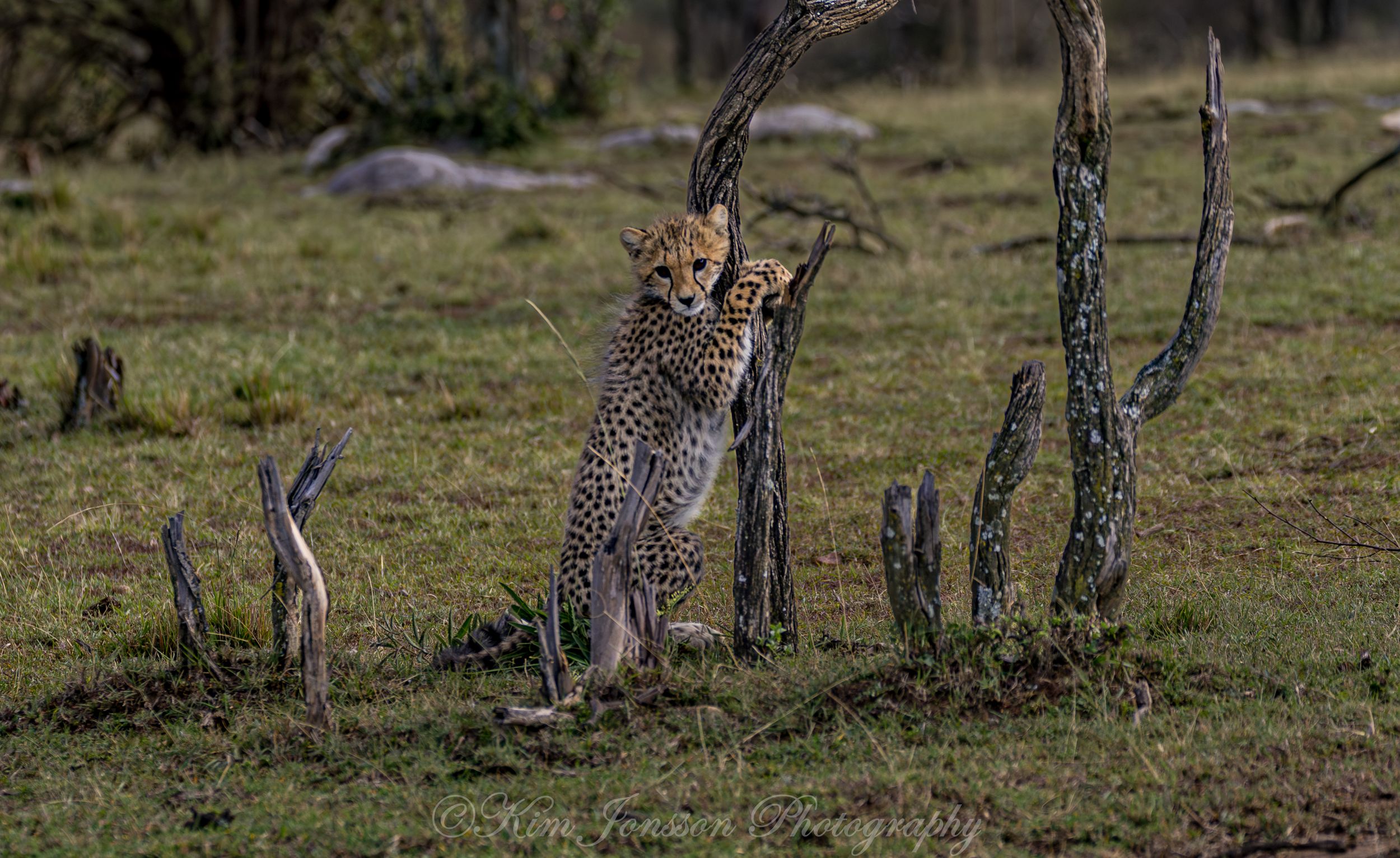 Future Speed – Cheetah Cub, Masai Mara by Kim Jonsson — YouPic