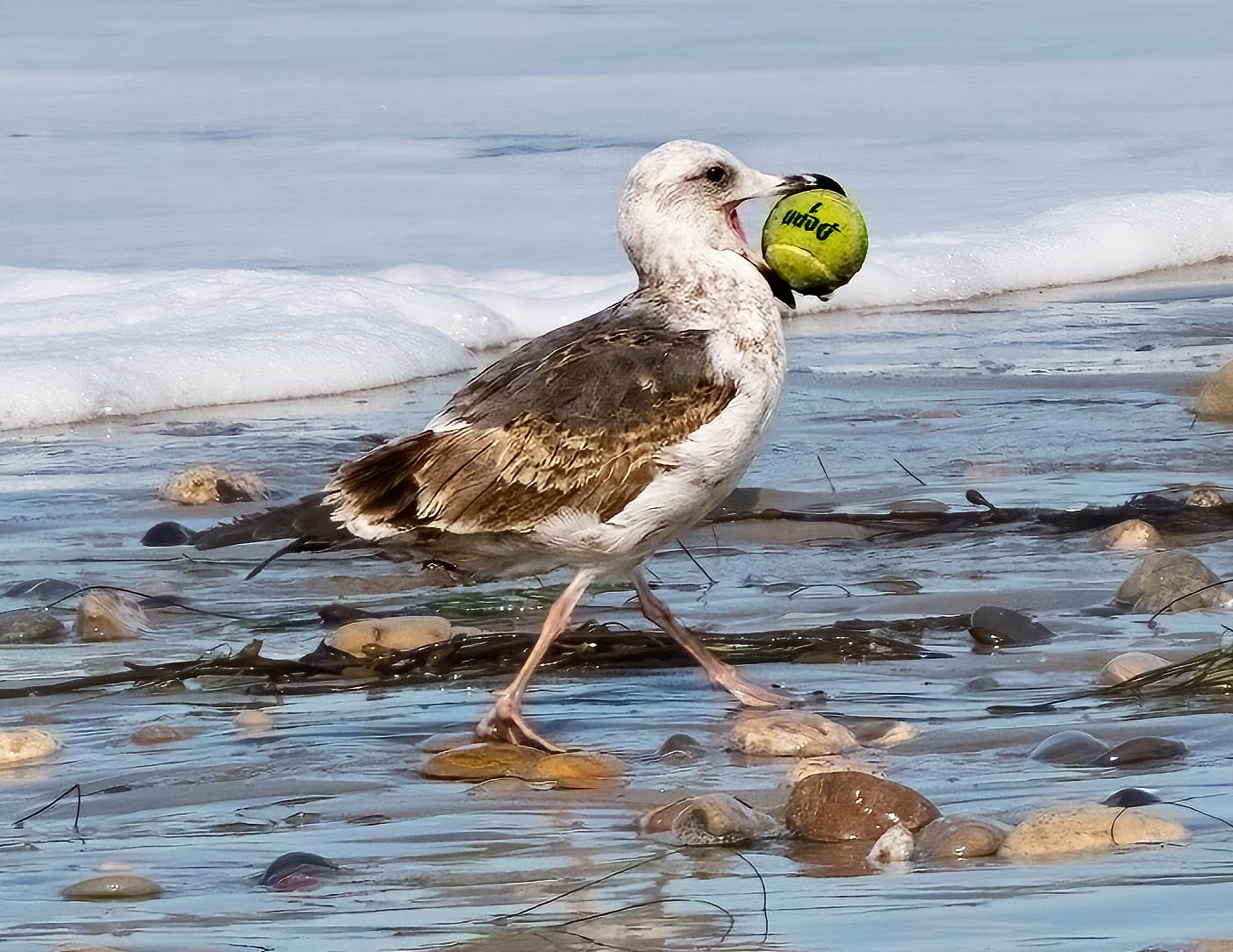 Bird Dog... by Michael Sheltzer — YouPic
