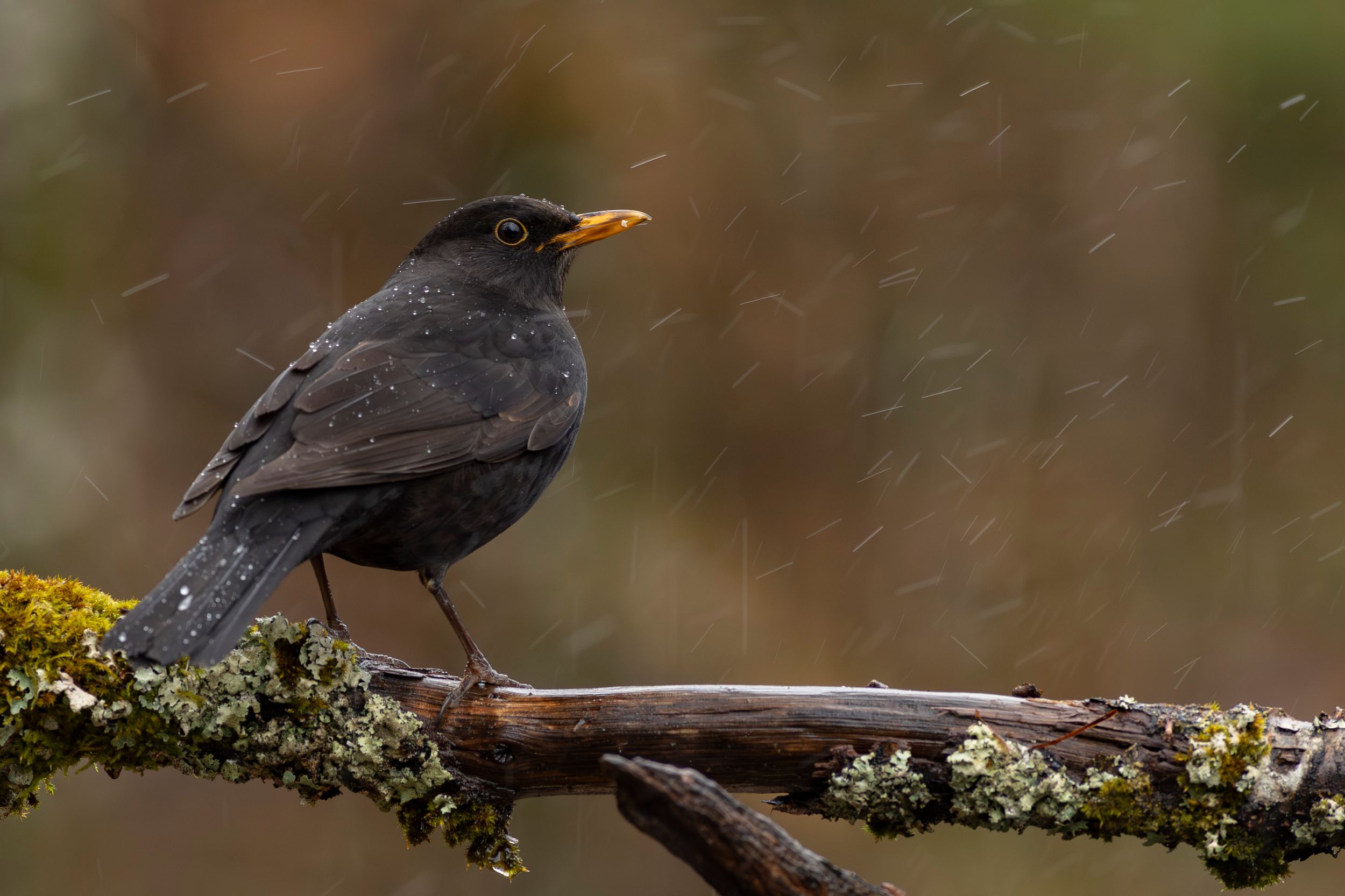 Common blackbird by MickiPhoto — YouPic