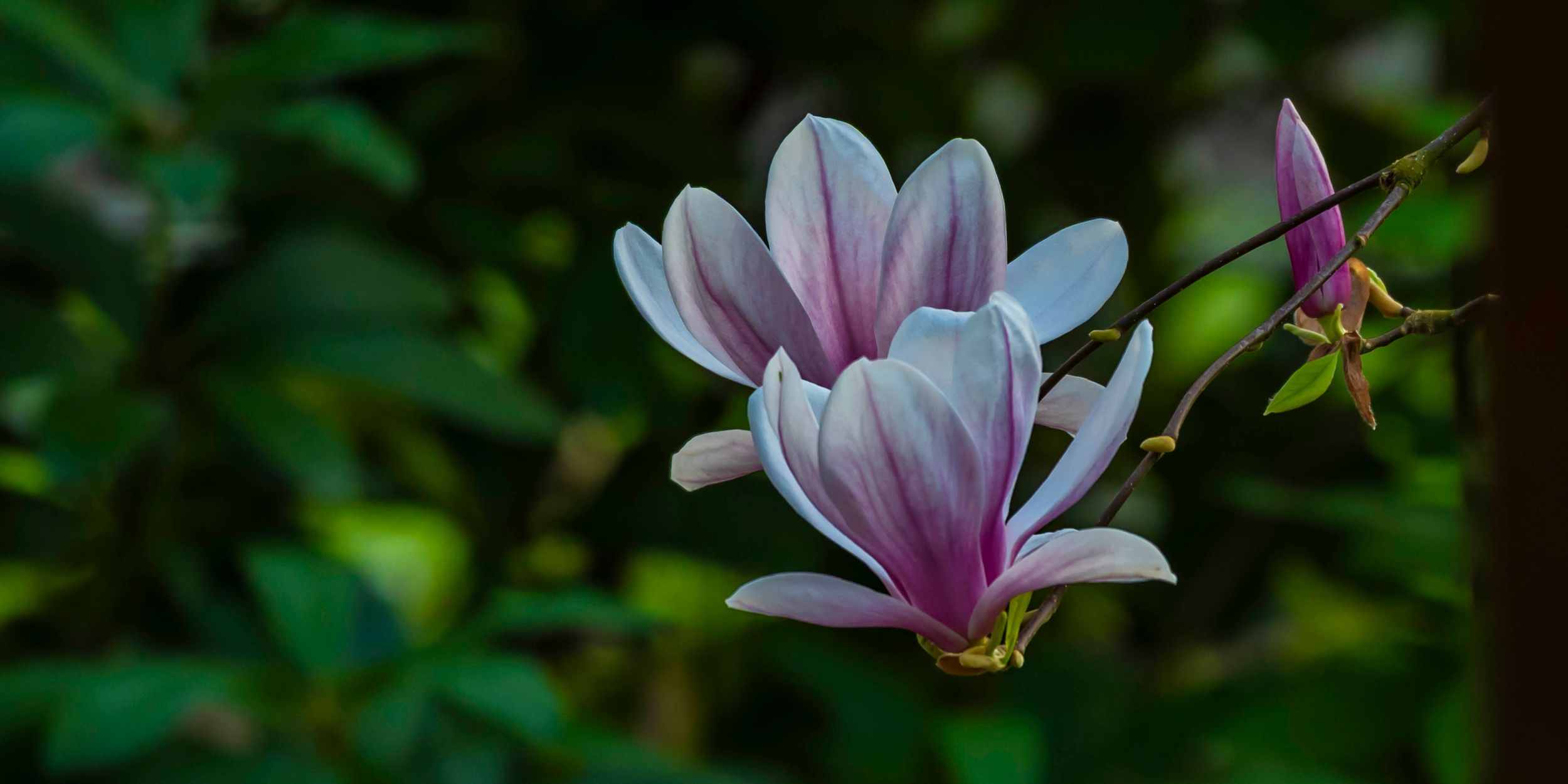 Magnolia by Lucas Mertens — YouPic