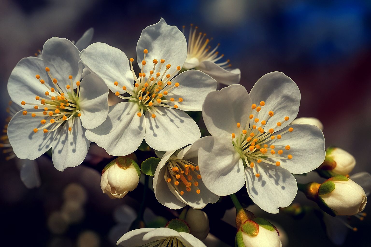 Spring macro. by natashaneit — YouPic