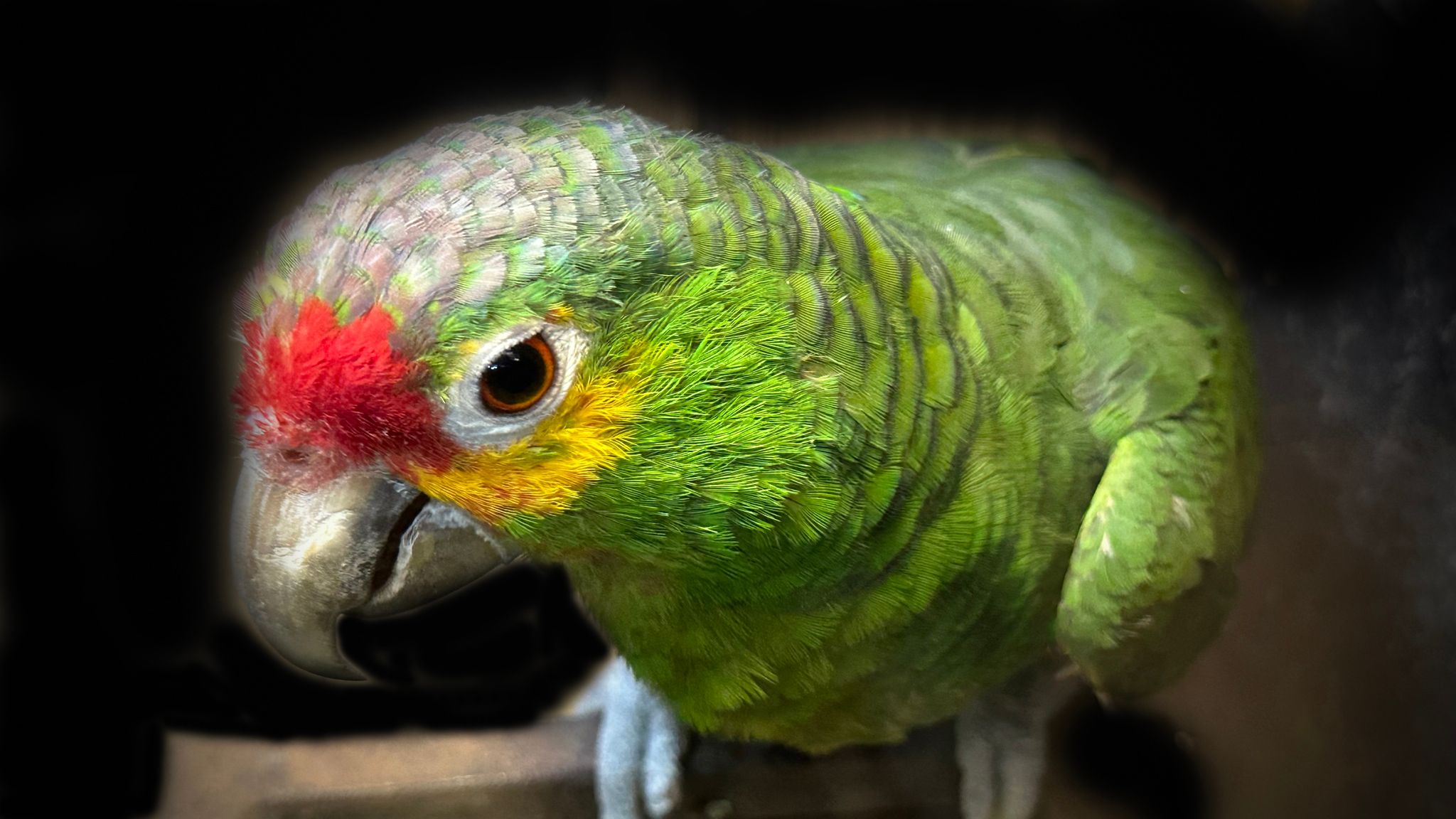 Bird mimicry (series) : Curious by Jean Marie alias Jeremy Marien — YouPic