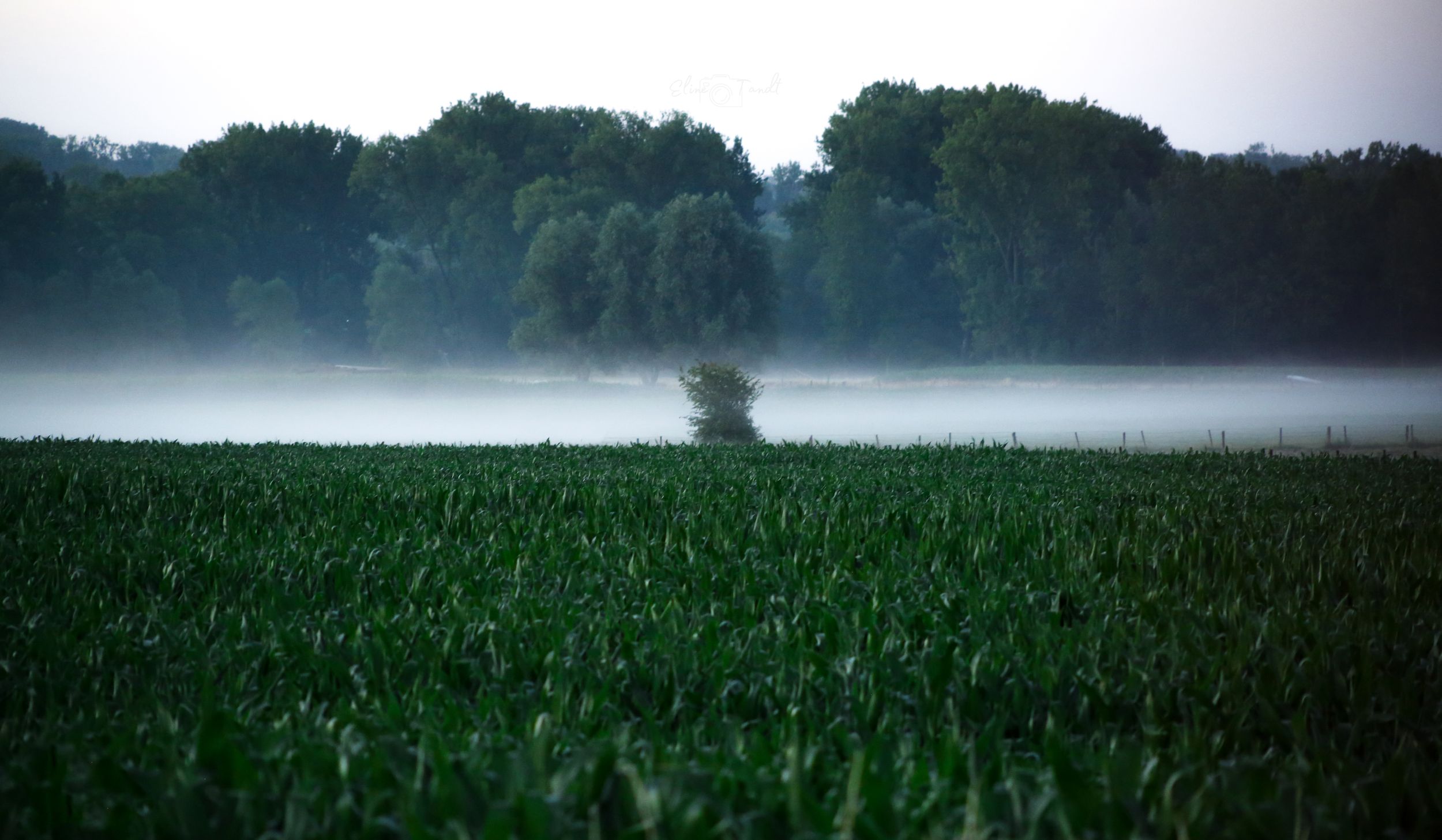 Misty morning by Eline Tandt 🇧🇪 — YouPic