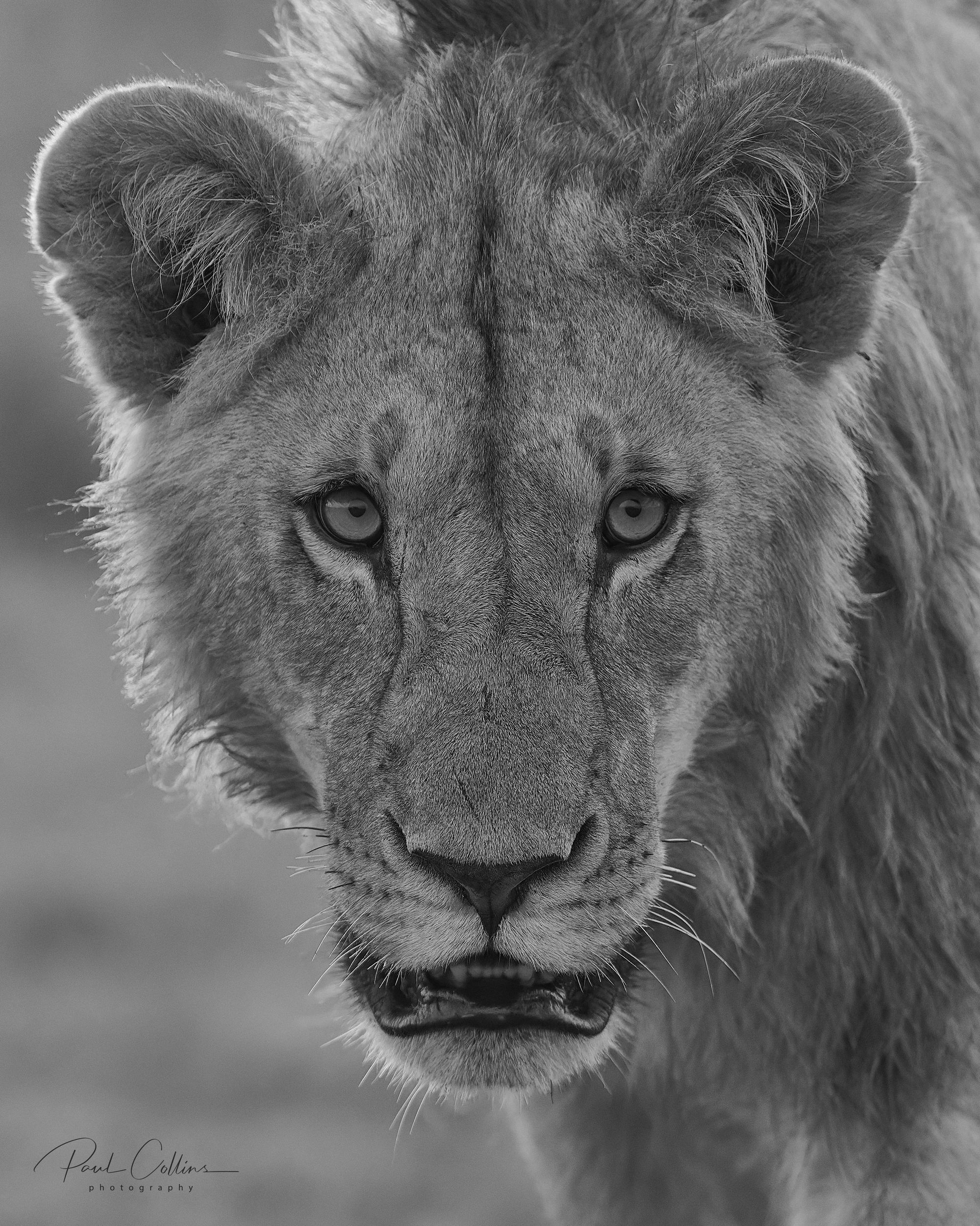 Young Male Lion still growing his mane by Paul Collins — YouPic