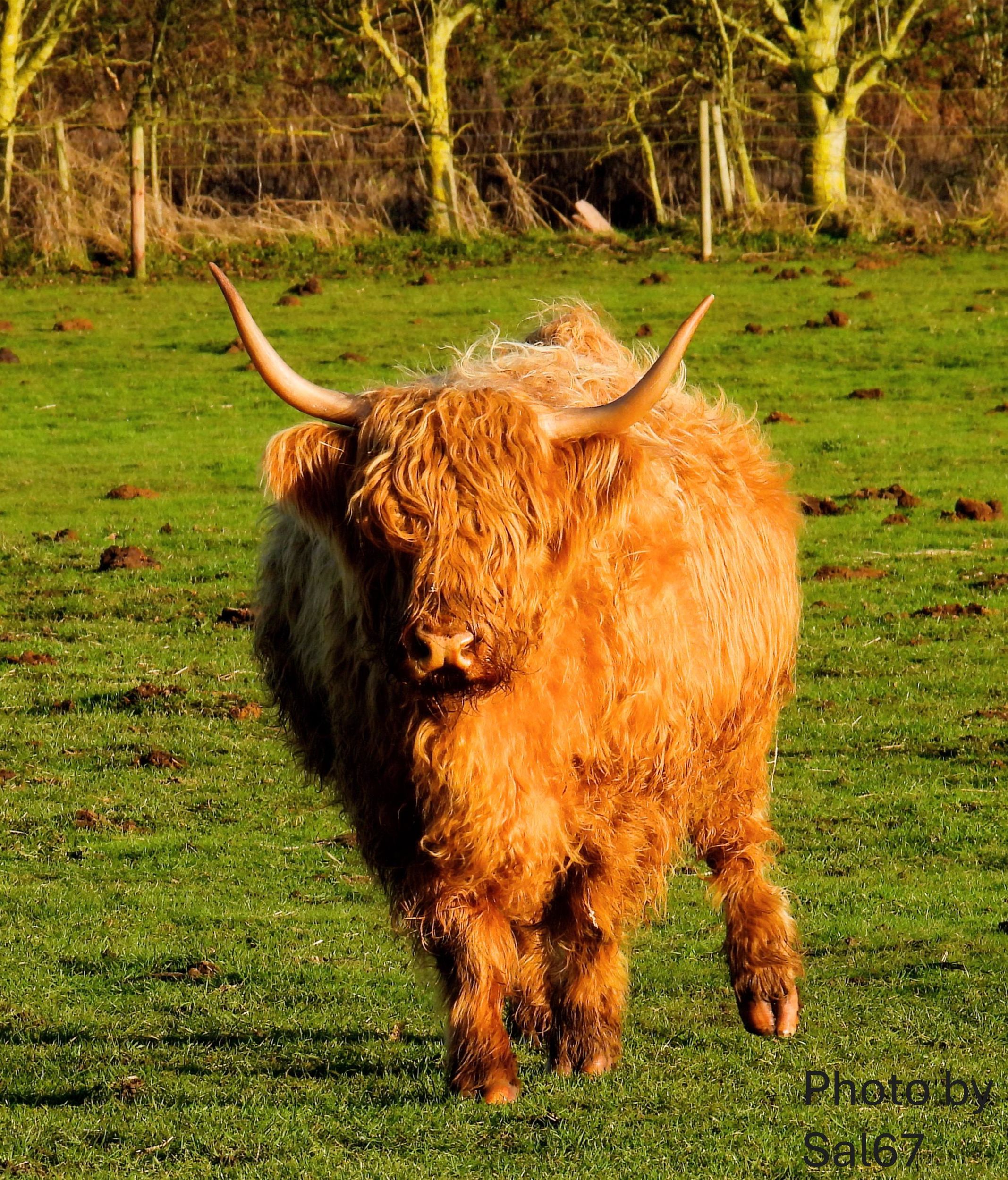 Highland long horn by Sal67 — YouPic