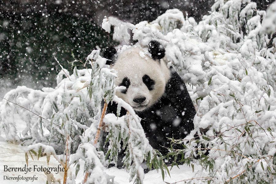 Brenda Passchier - Photographer - YouPic