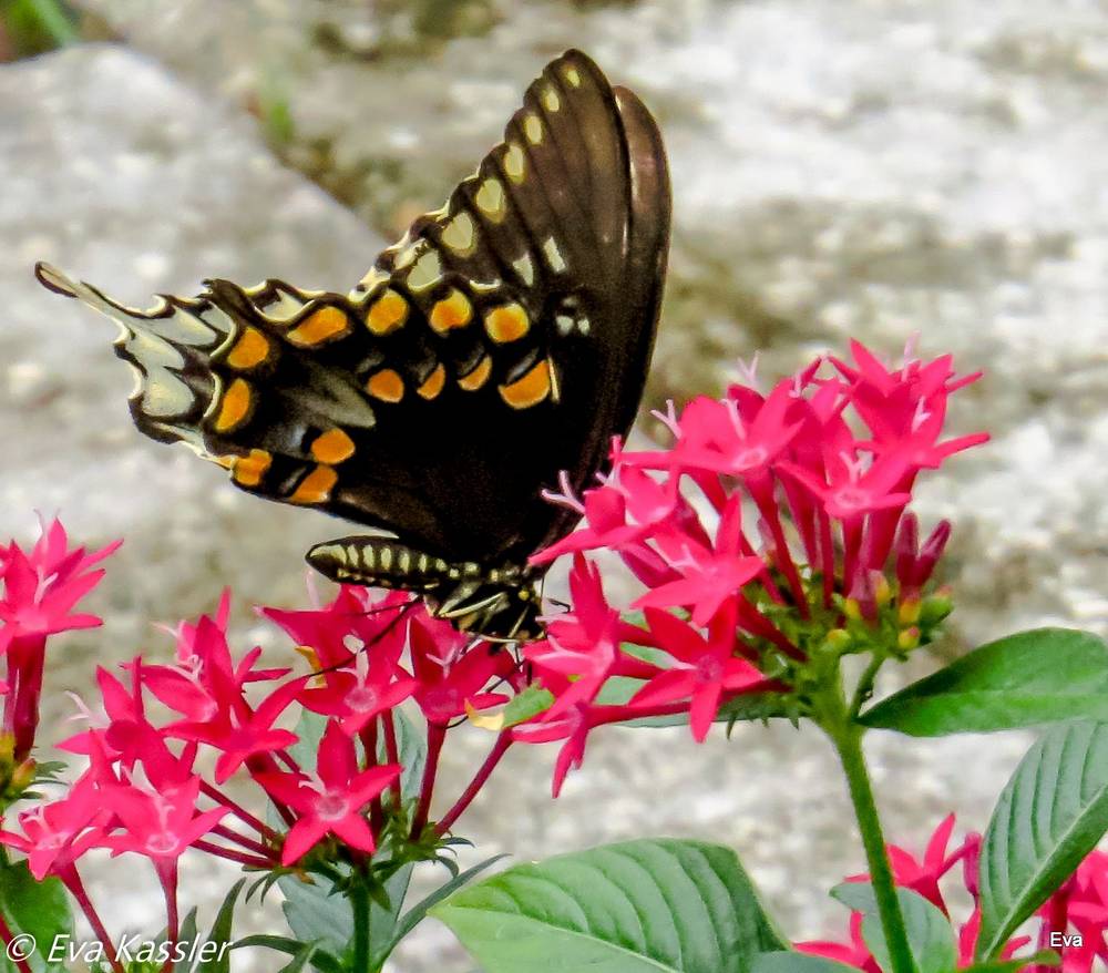 Swallowtail Butterfly by EvaKassler on YouPic