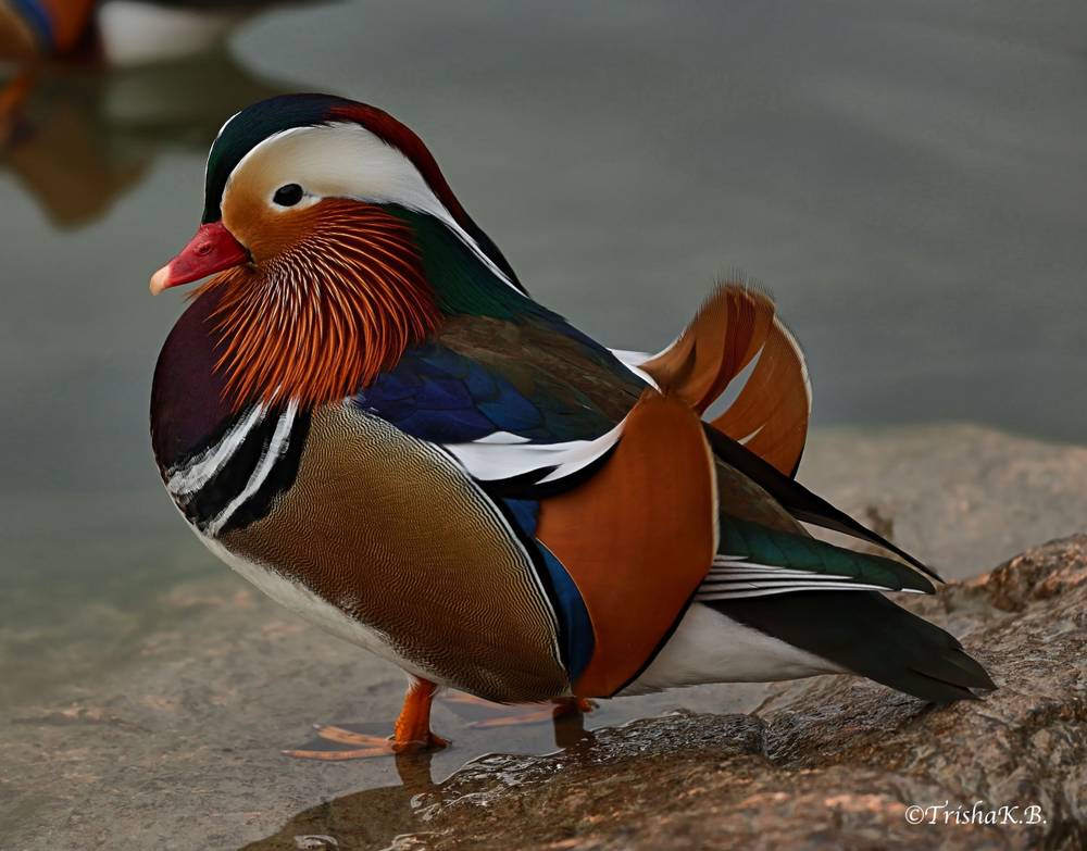 Mandarin duck! by TrishaK.B. on YouPic