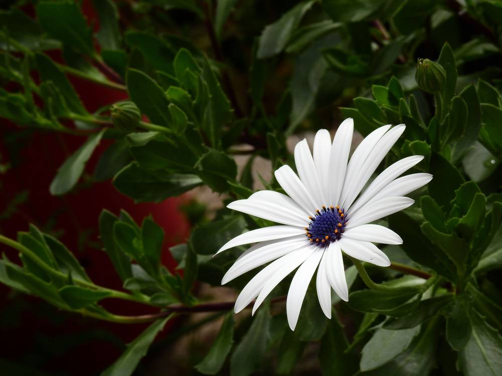 African white daisy by Yeakuty Jhanker on YouPic