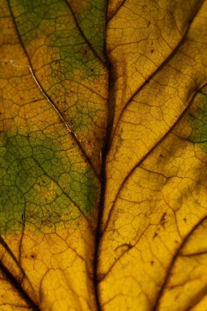 The Autumn Interior: Cellular Structure in Backlight by John Meier on YouPic