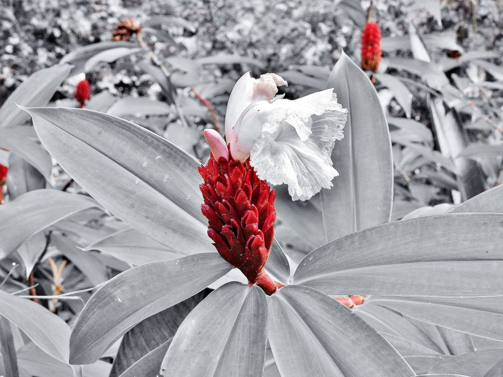 Flower Angel by cinema15 on YouPic