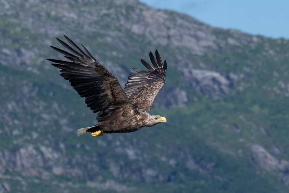 White-tailed eagle by Mogens Brandt on YouPic