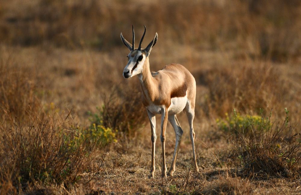 Spring buck by Carin Milling on YouPic