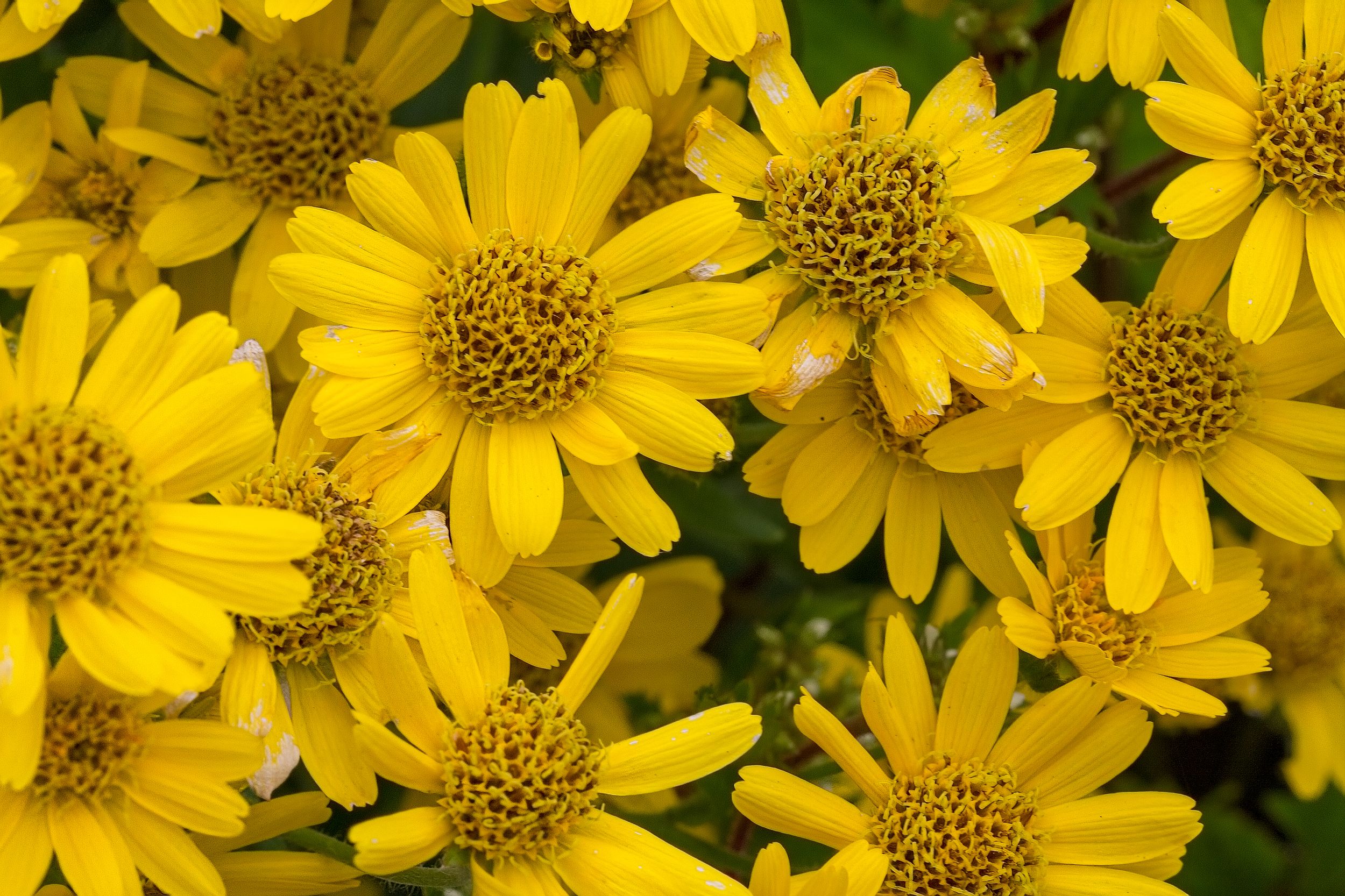 Yellow Balls by Jim Costello on YouPic