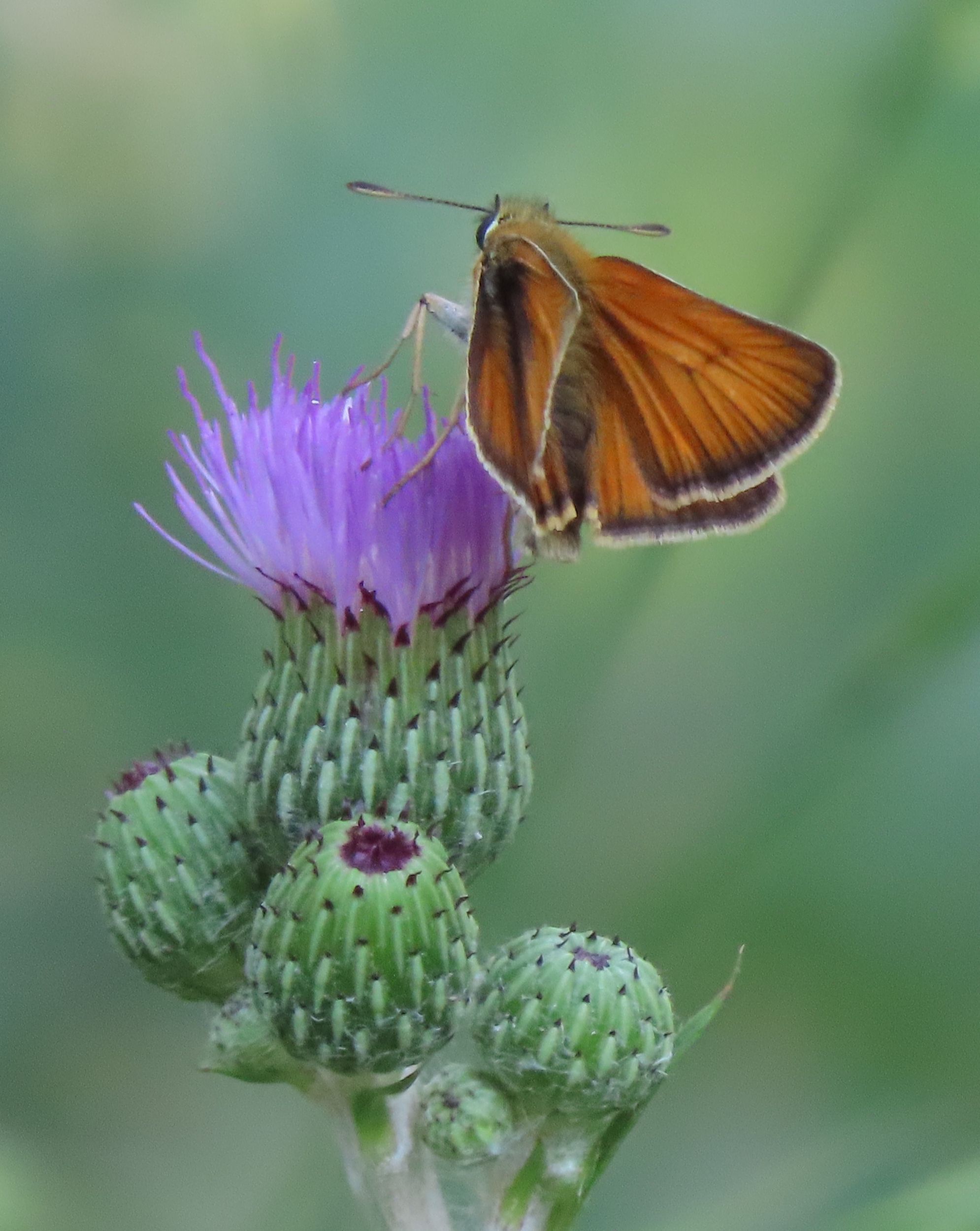 Flora y fauna por Eduardo Gonzalez Palomar by EduardoGonzalezPalomar on YouPic