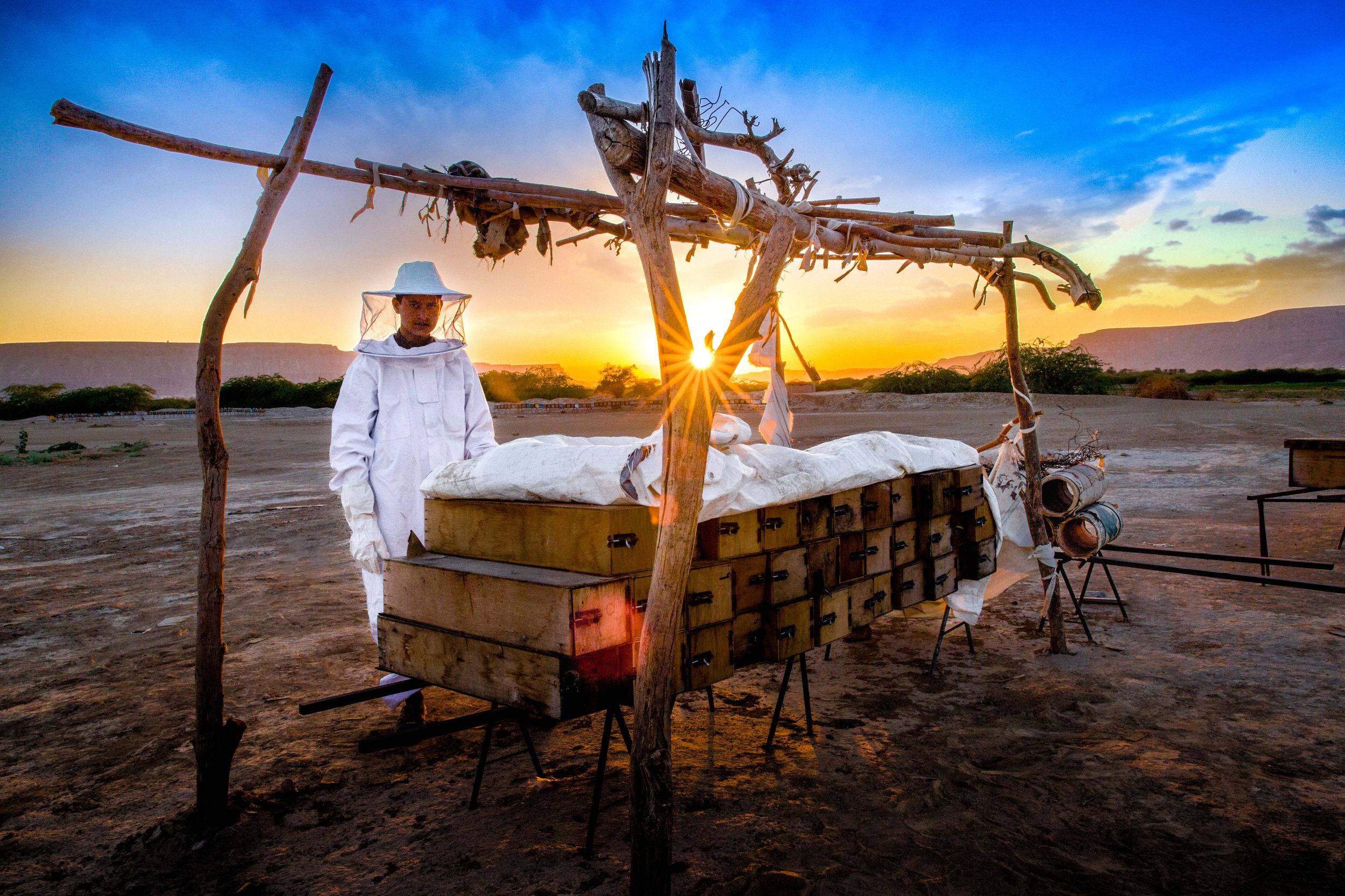 Learn about the stages of honey production by Ala Askool on YouPic