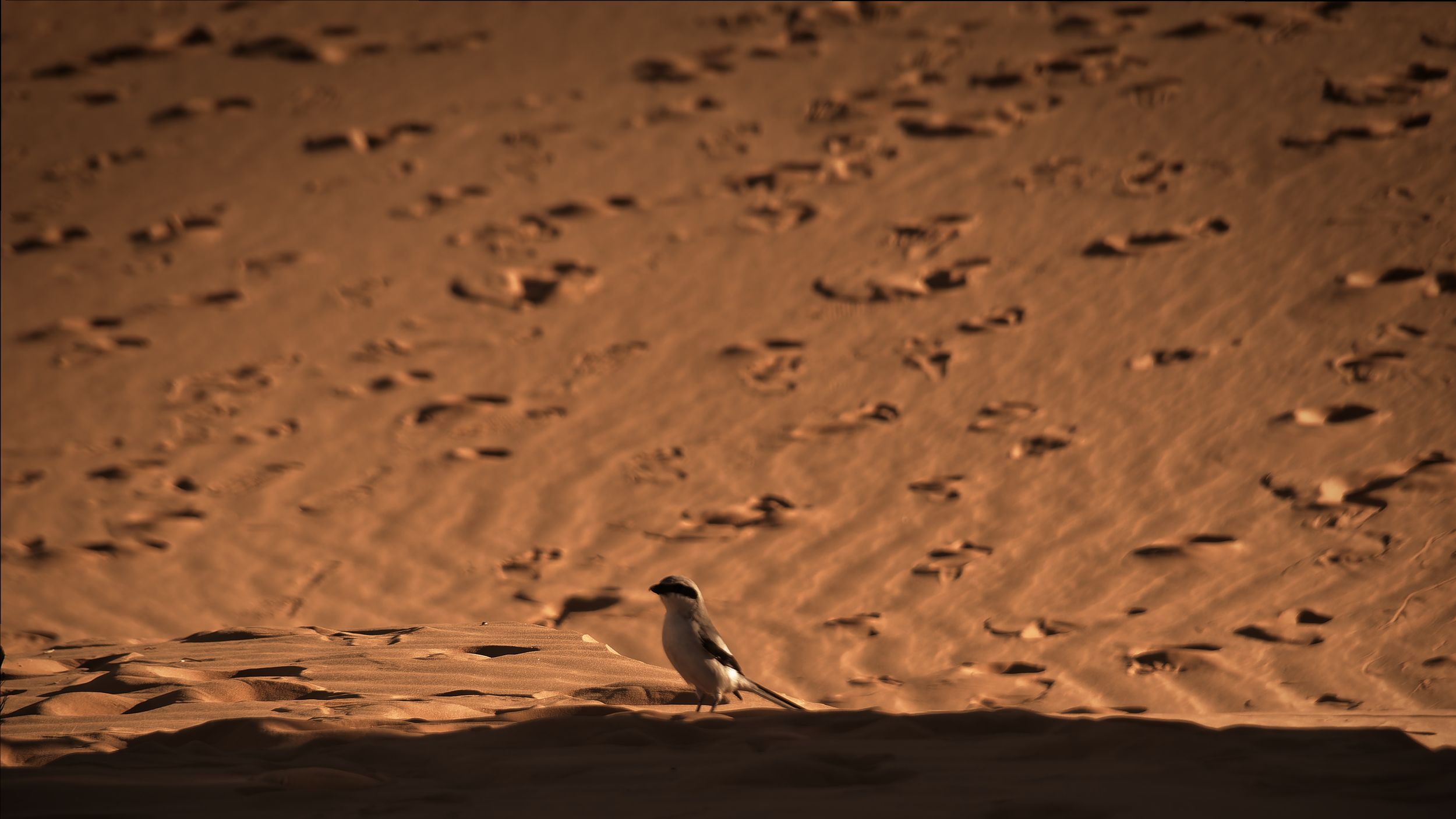 Desert bird by Fethi Mabrouki on YouPic