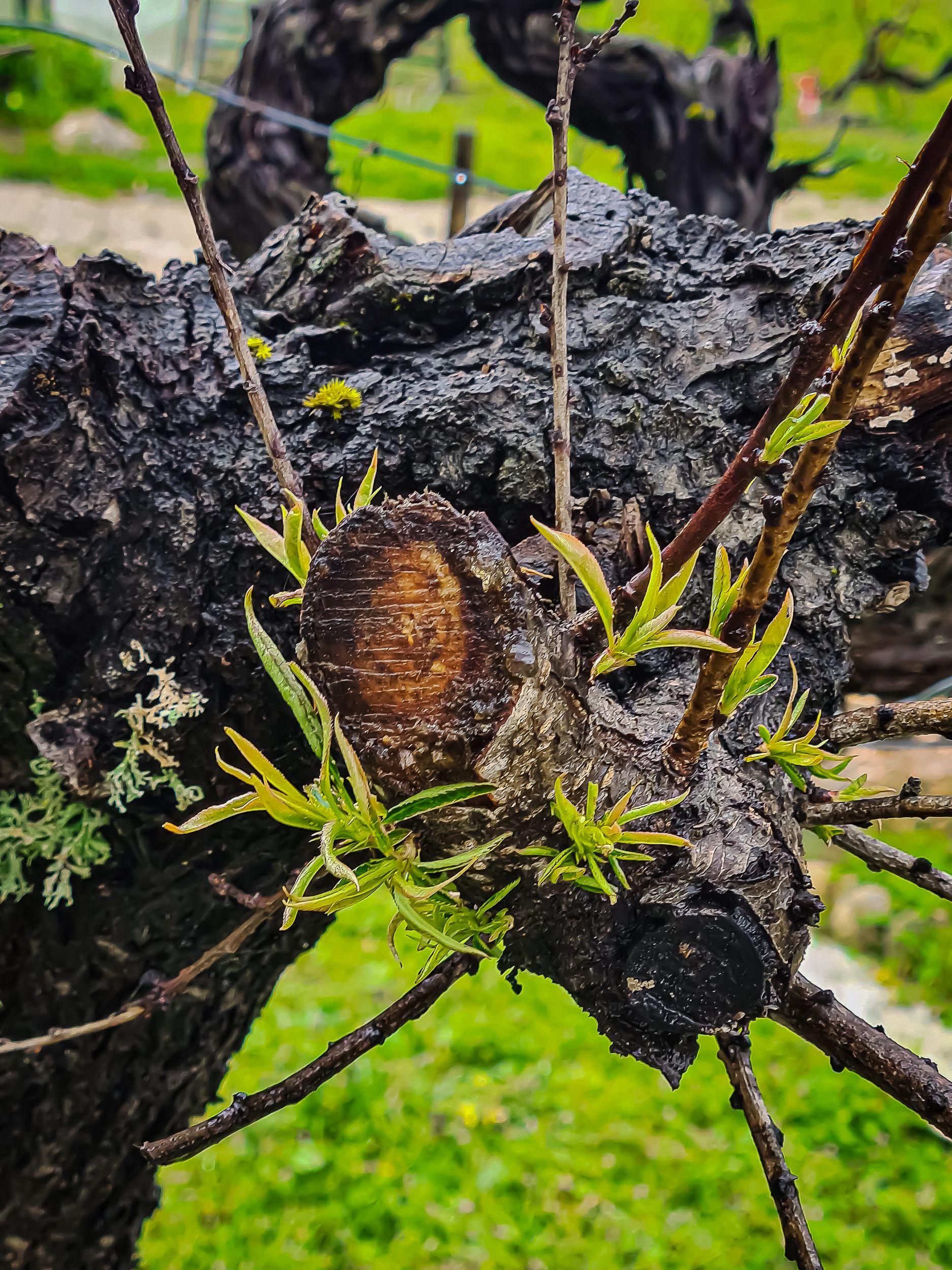 Spring blooming on a old vine... on a rainy day by Guilherme ...