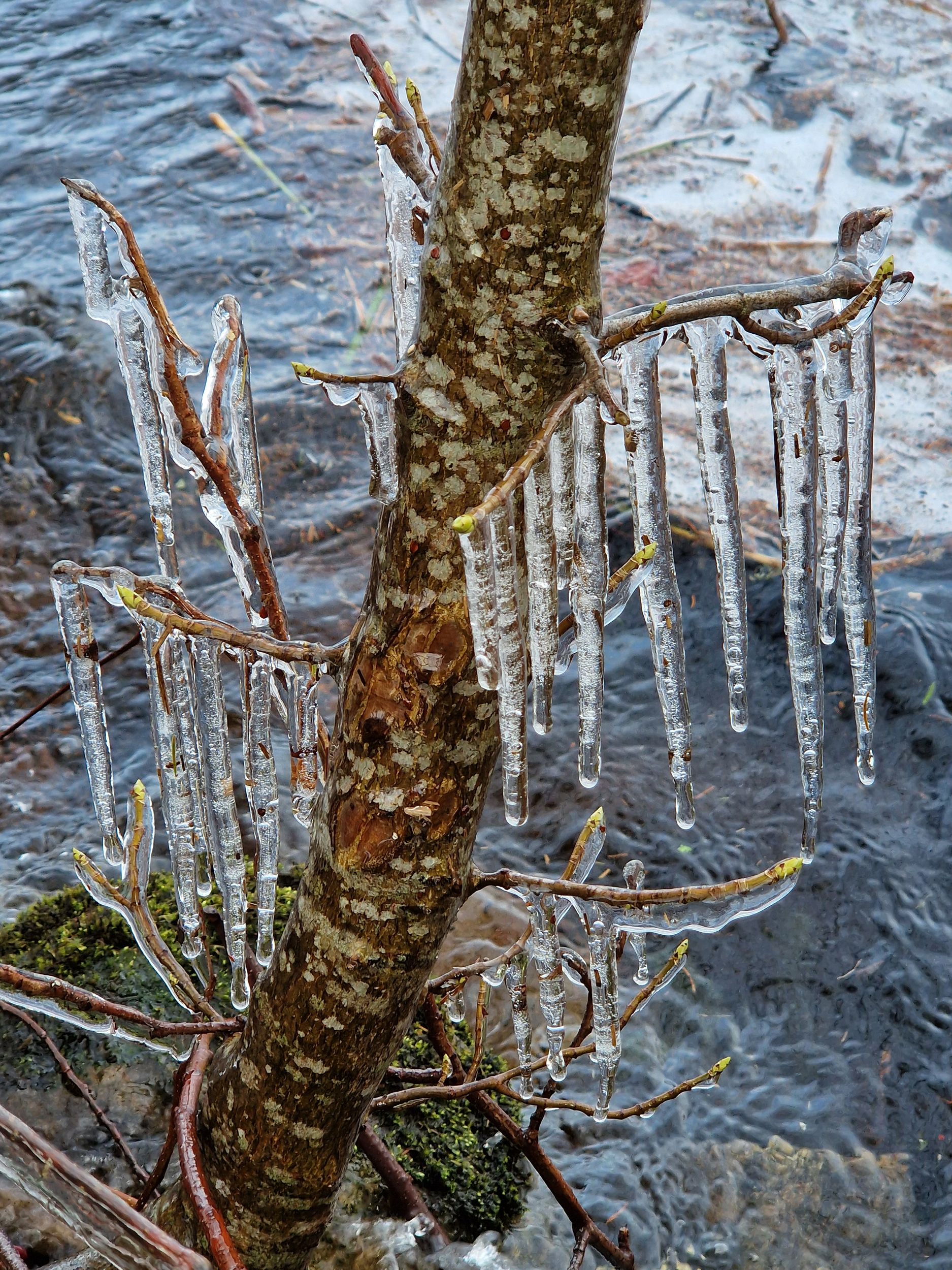 Ice ice ice cold in late April 20240420 by Ulrika Åsenlund on YouPic
