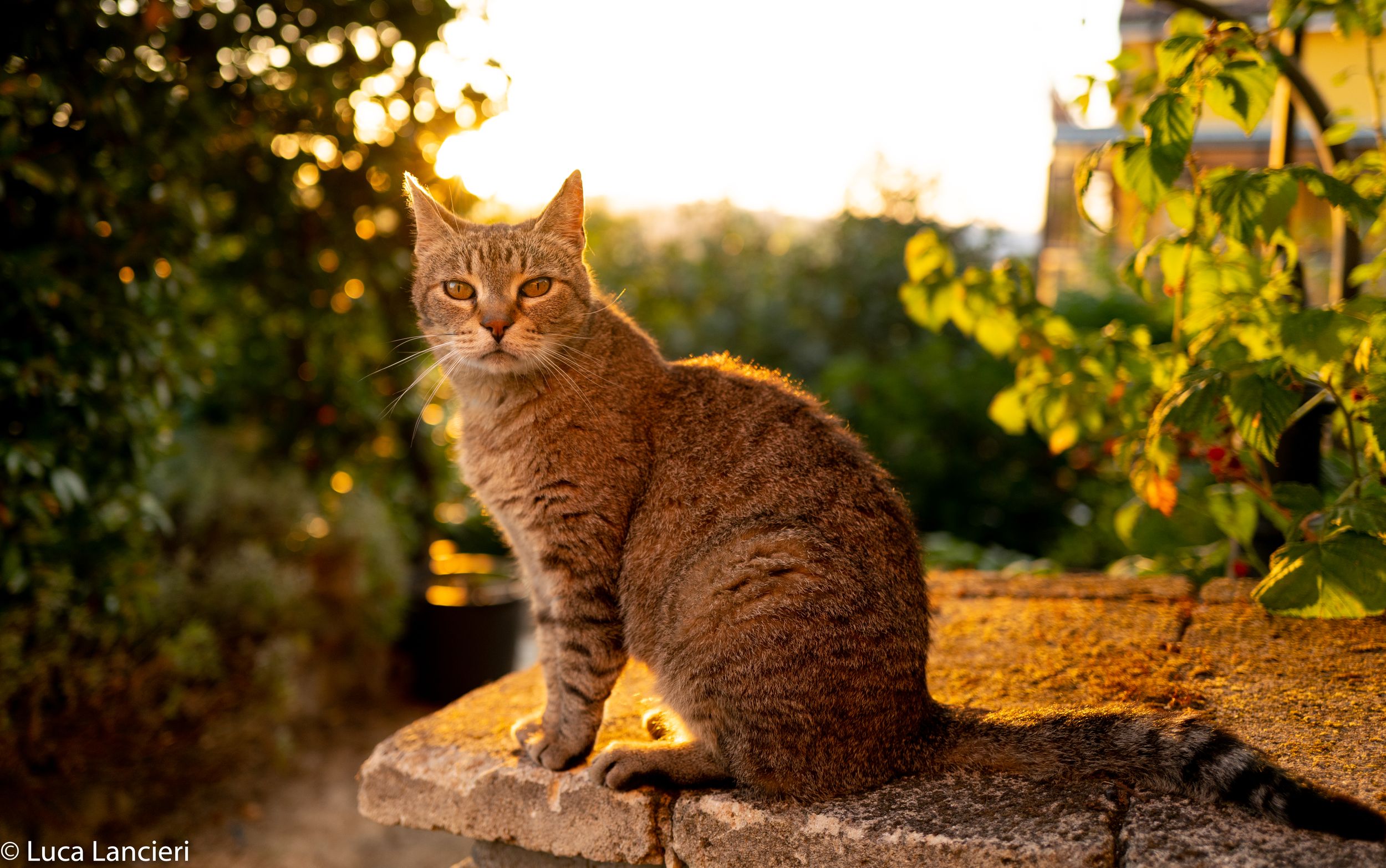 THE BEAUTIES THROUGH THE YEARS by Luca Lancieri on YouPic