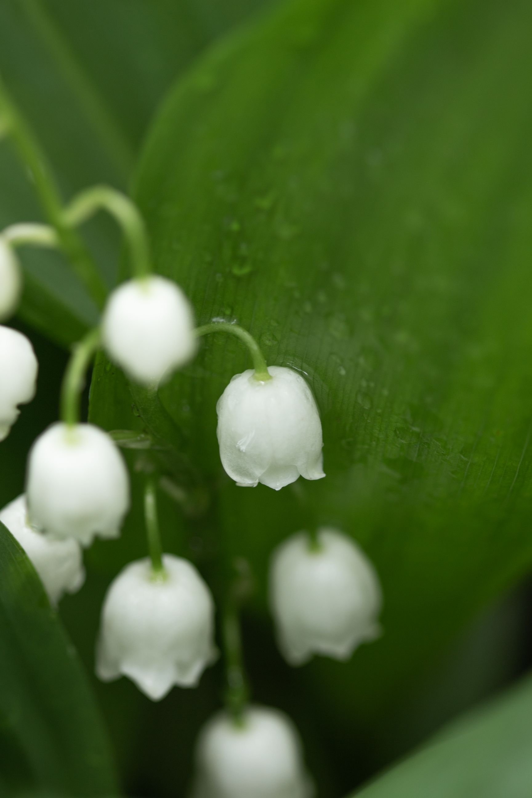 may-lily by Yana Rudenko on YouPic