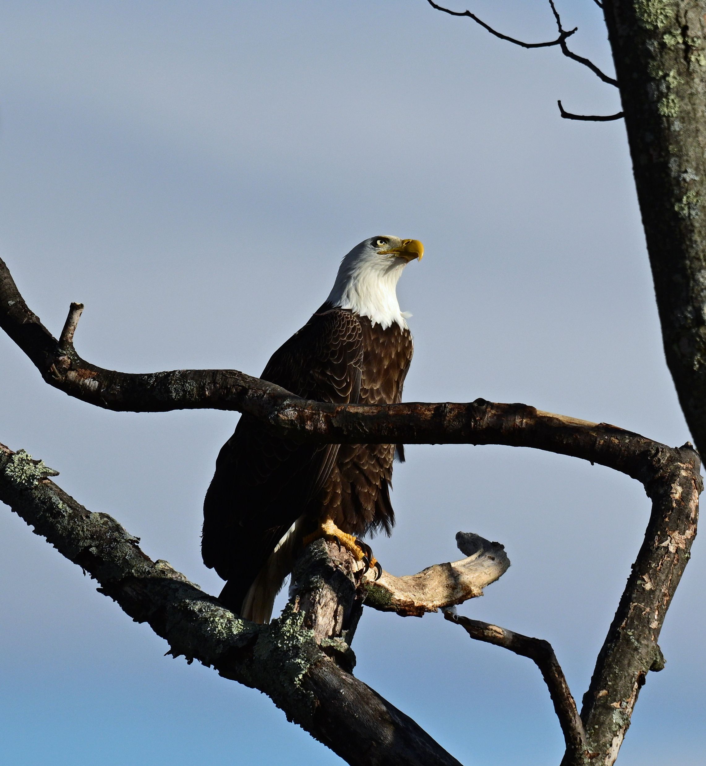 Eagle of Stony Point Battlefield NY by Tommy Slane on YouPic