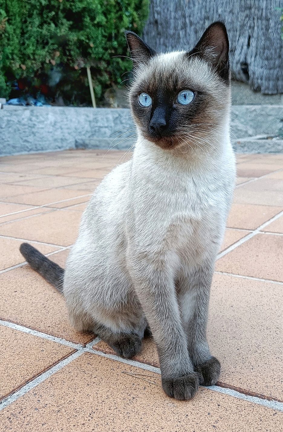 Siamese cat in the yard by AM65 on YouPic