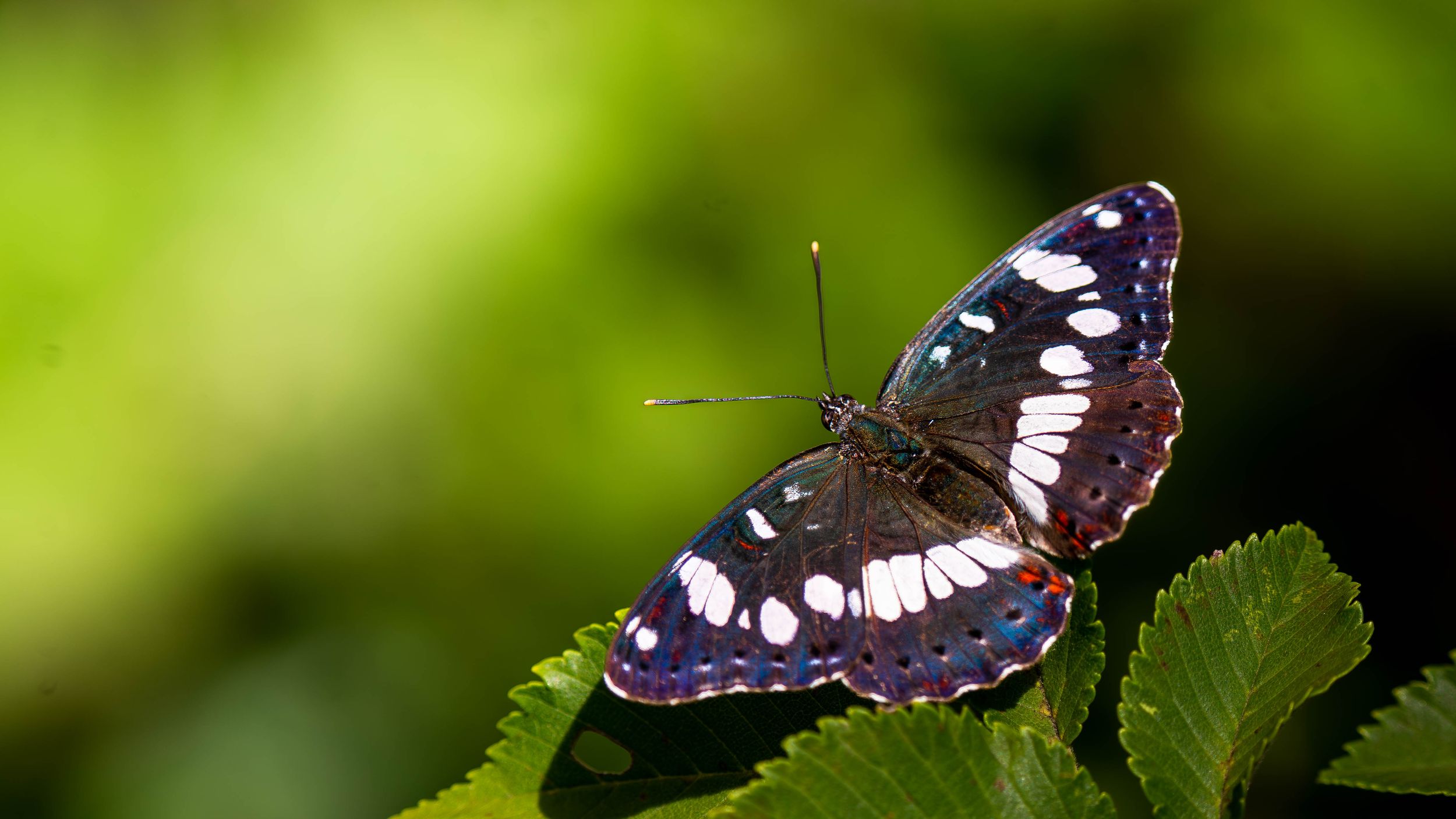 Sylvain Azuré - Limenitis reducta by Arthur Bouyer on YouPic