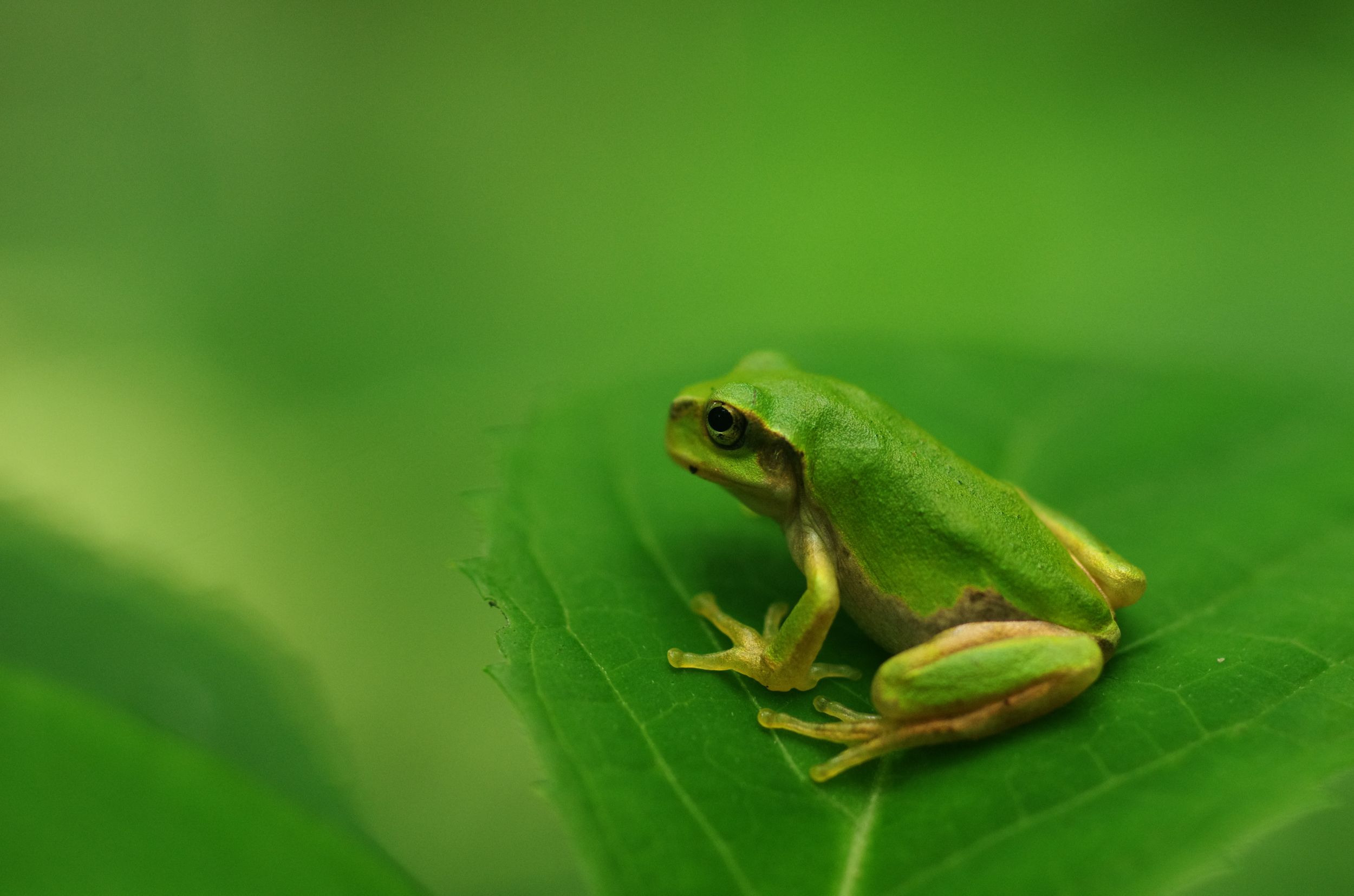 Japanese tree frog by Tetsuhiro Ogawa on YouPic