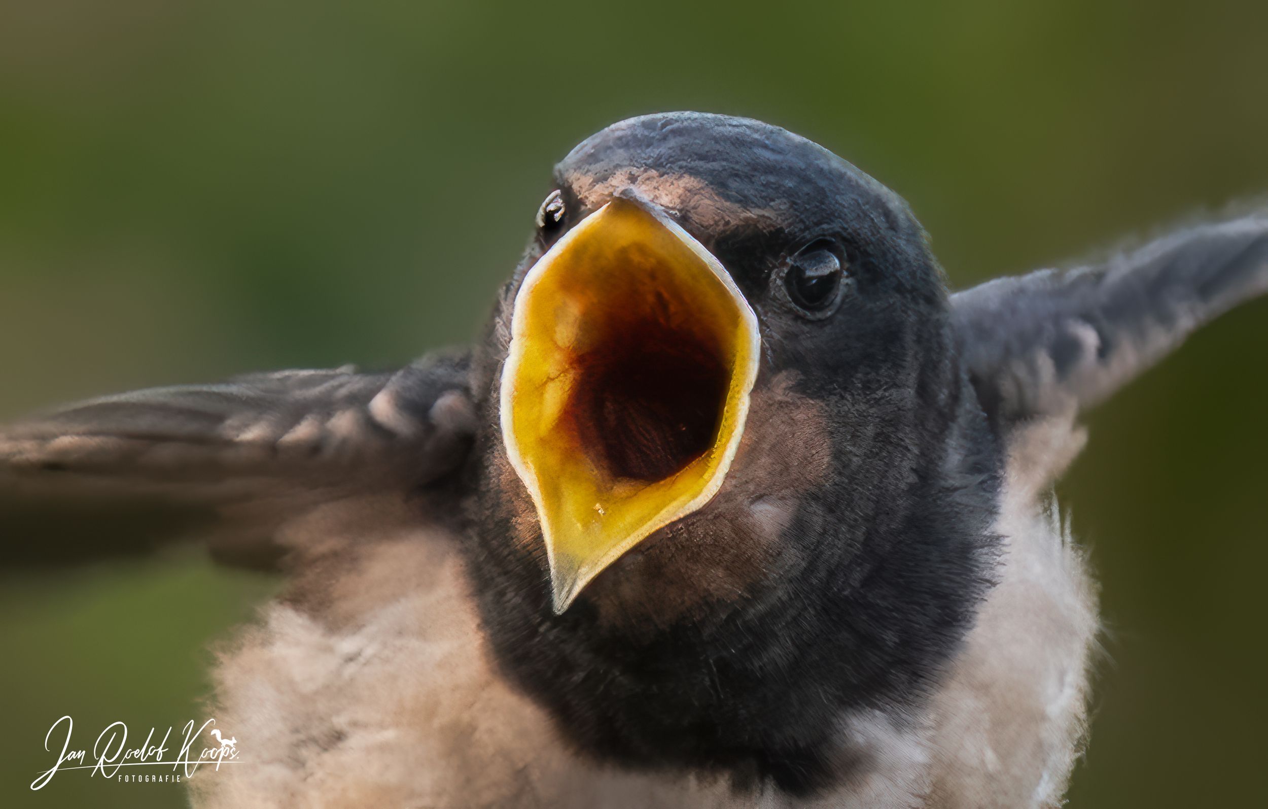 Young barn swallow by Jan Roelof Koops on YouPic