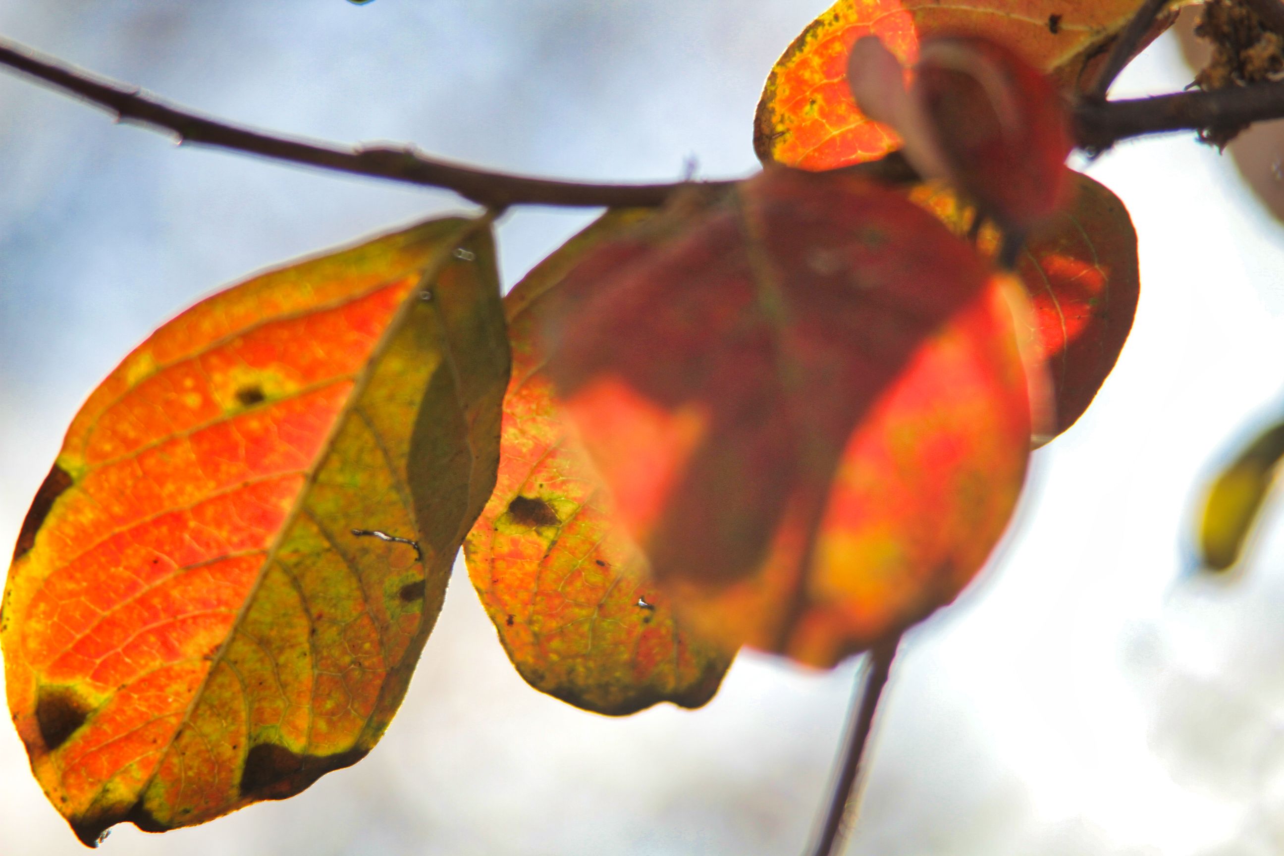 fall leaves changing color by epdatabert on YouPic