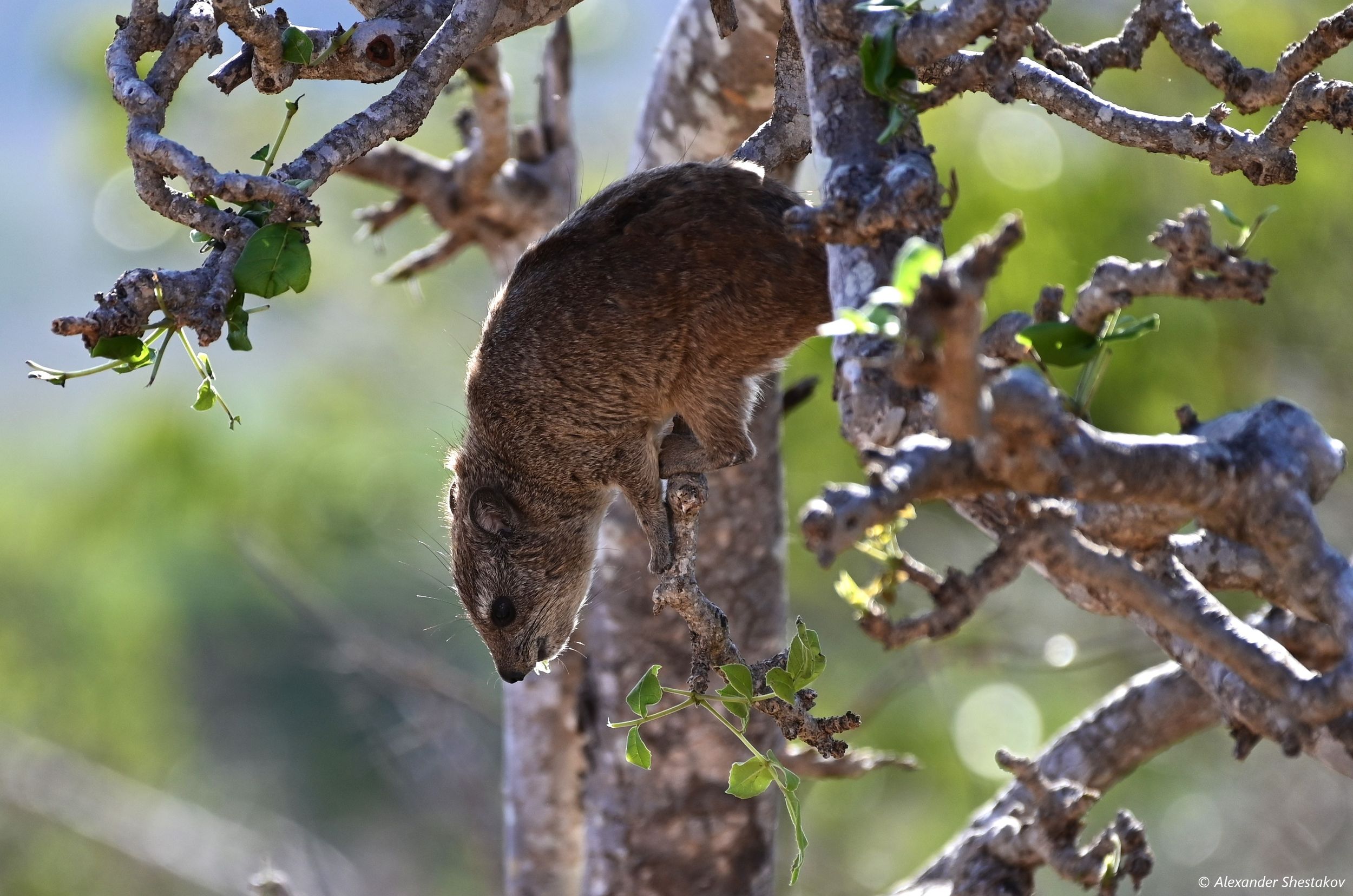 Hyrax by Alexander Shestakov on YouPic