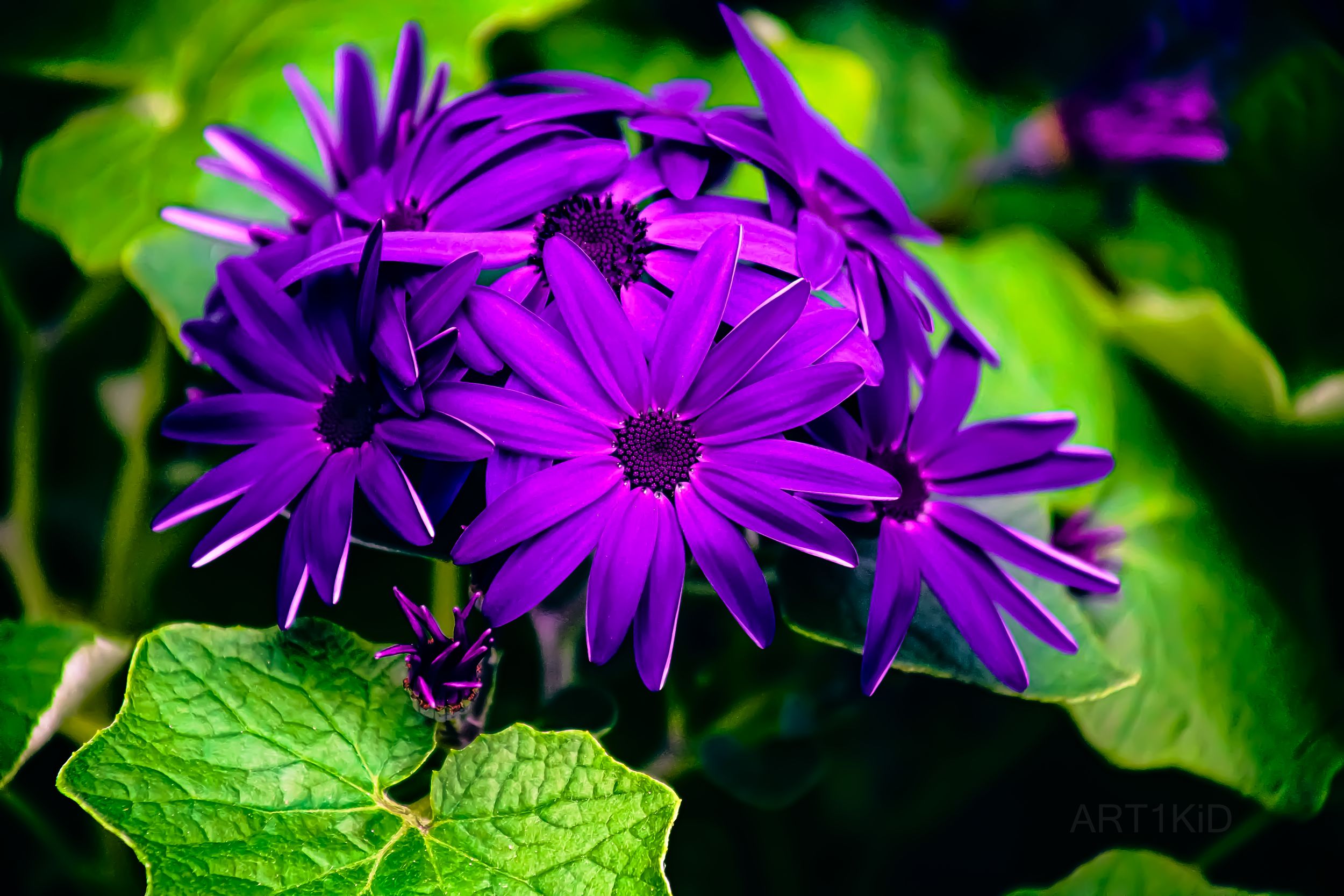 VioLeTTe by ART1KID on YouPic