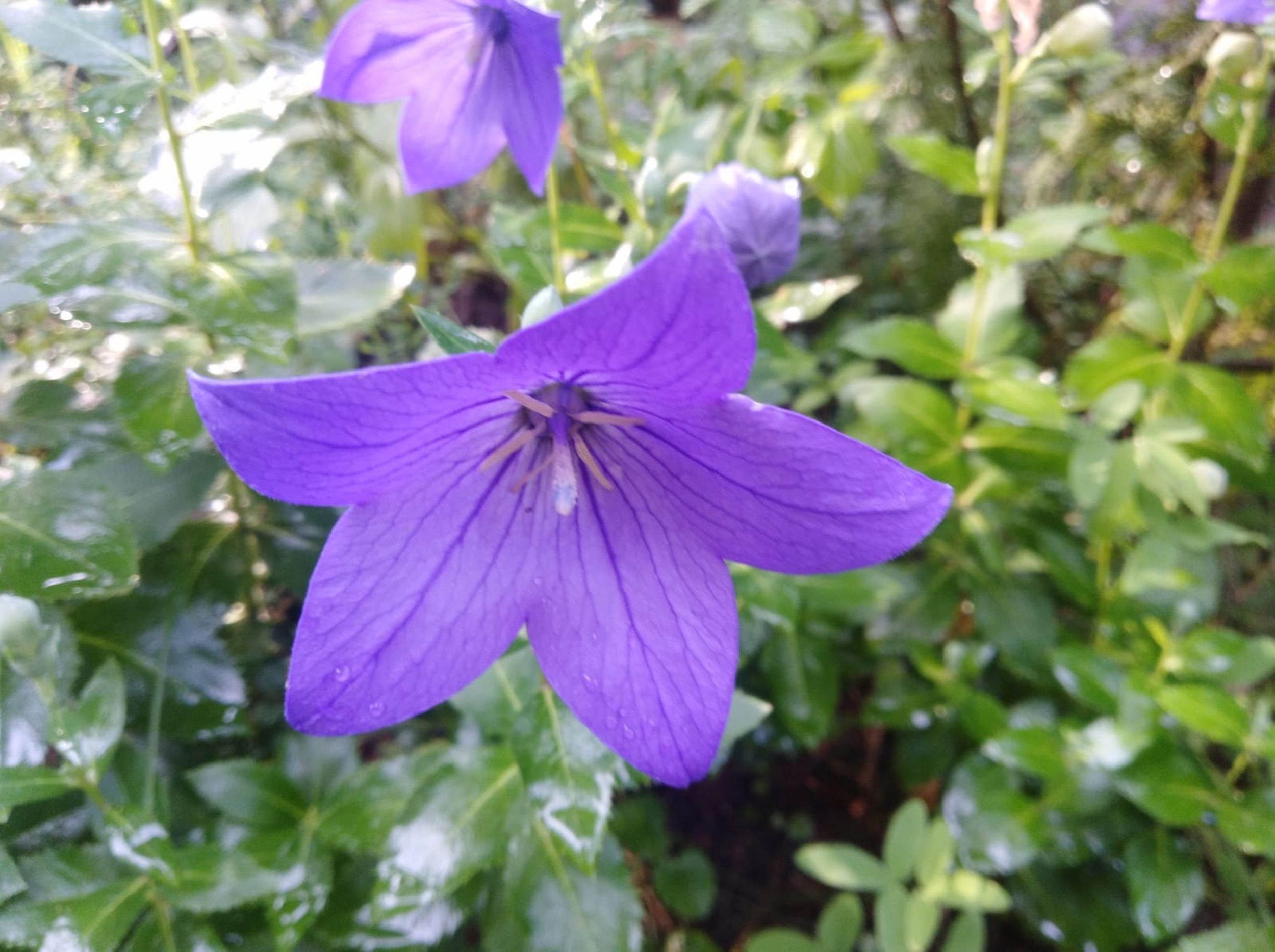 Platycodon sp. - that sunny summer day - somewhere in Moscow vicinity by Alex Falcon on YouPic