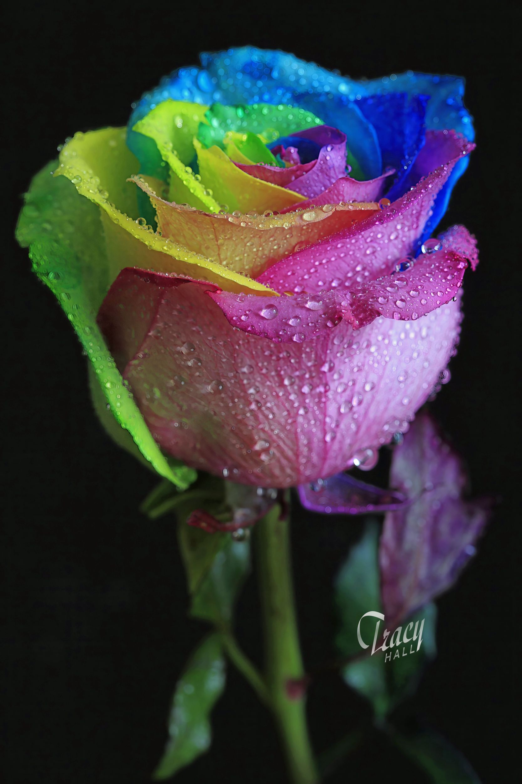 Rainbow Of Color by Tracy hall on YouPic