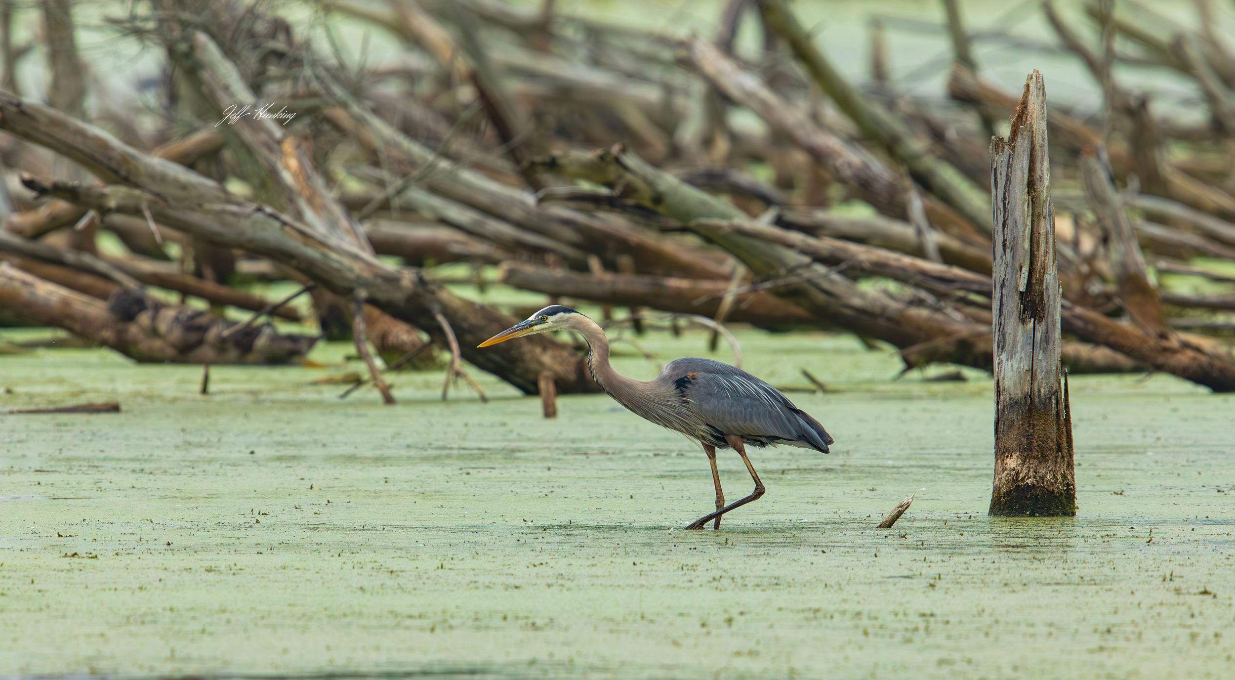 Great blue heron by Jeff Hunking on YouPic