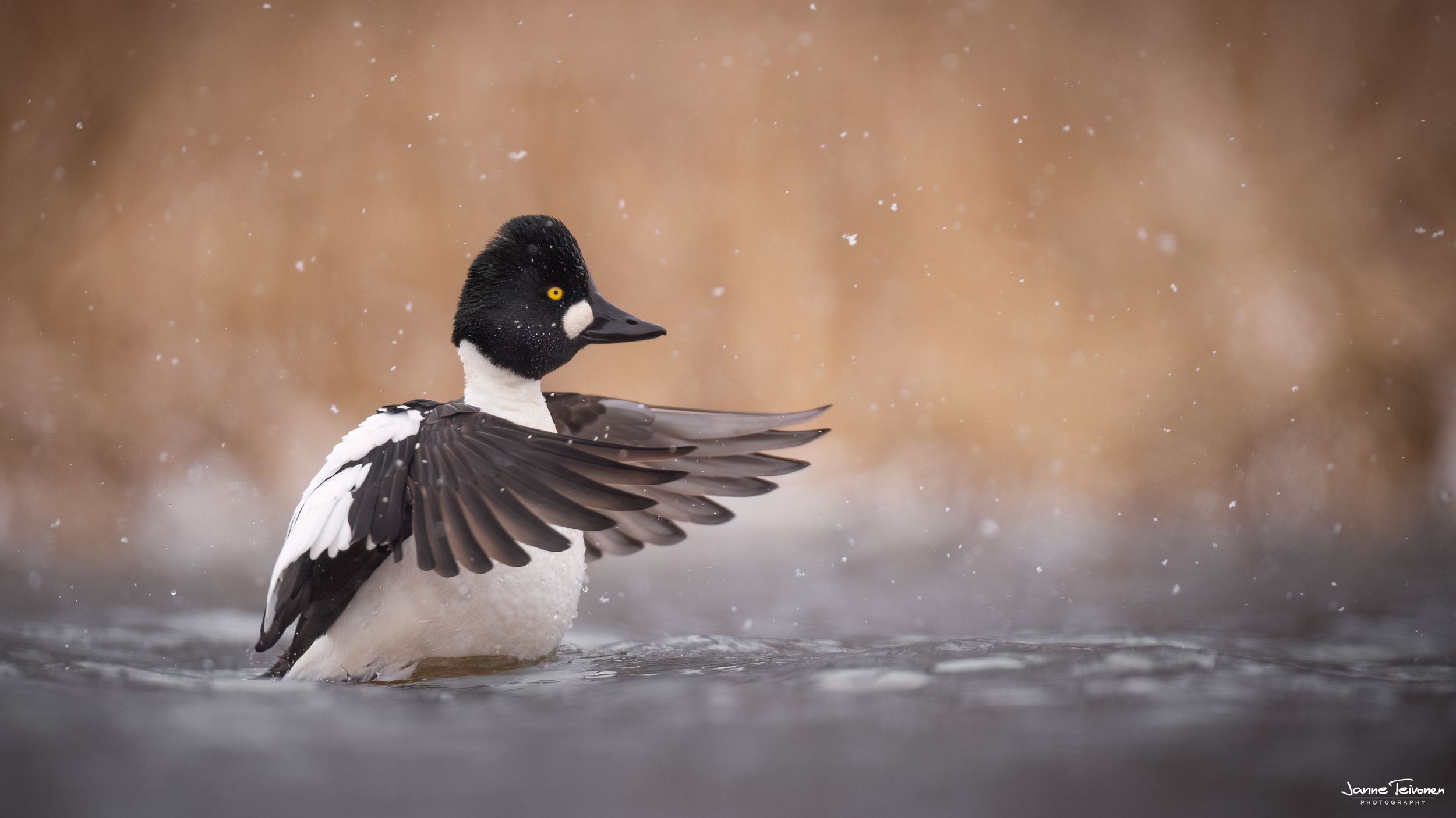 Goldeneye by Janne Teivonen on YouPic