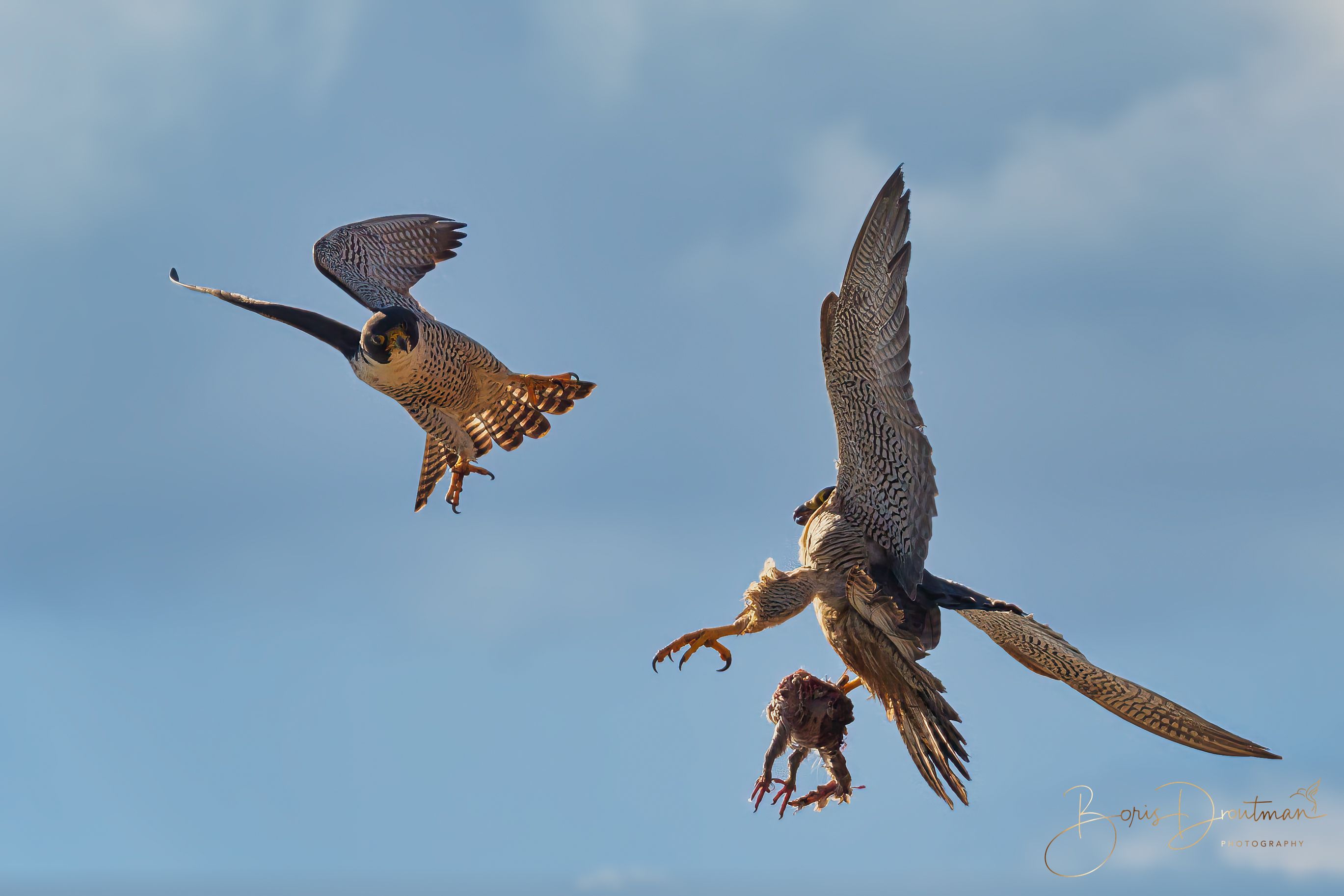 Aerial attack (peregrine falcons) by Boris Droutman on YouPic