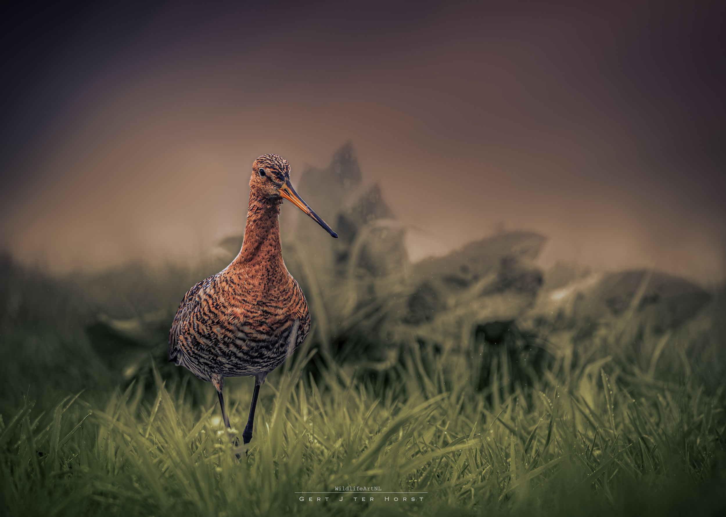 Black tailed godwit by Gert J ter Horst on YouPic