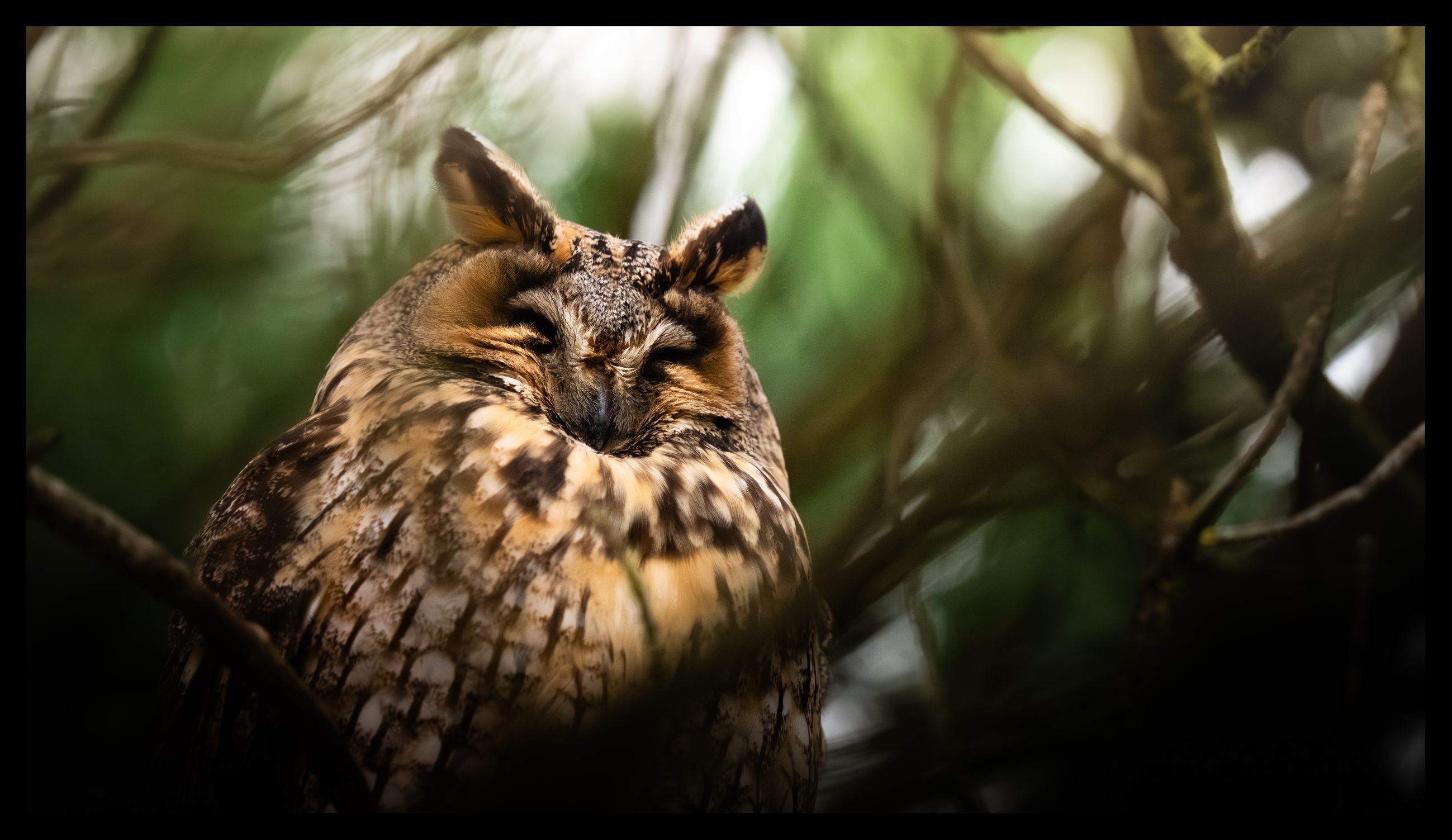 A Long-eared Owl taking a little nap under a soft and warm sunlight by ...