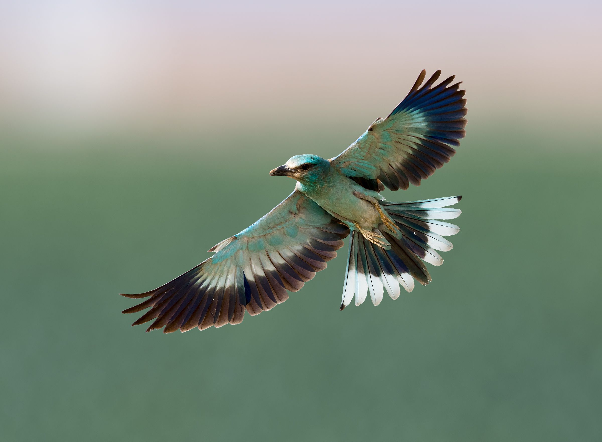 European Roller by Arshad Ashraf on YouPic