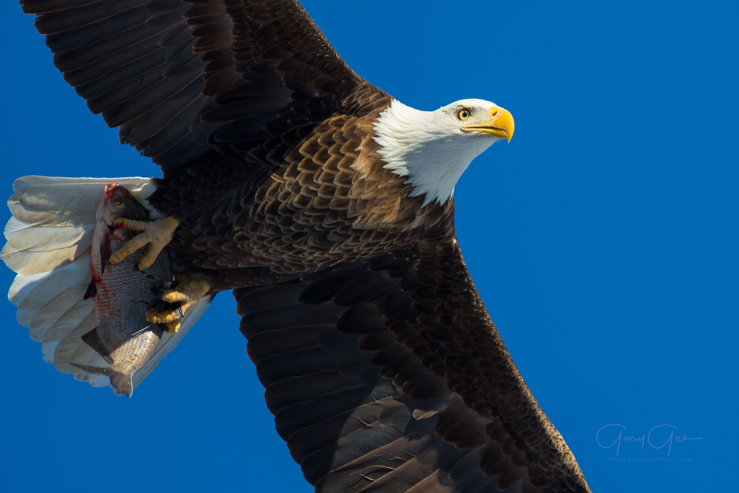 Bald Eagle & Lunch! by Gary Gee on YouPic