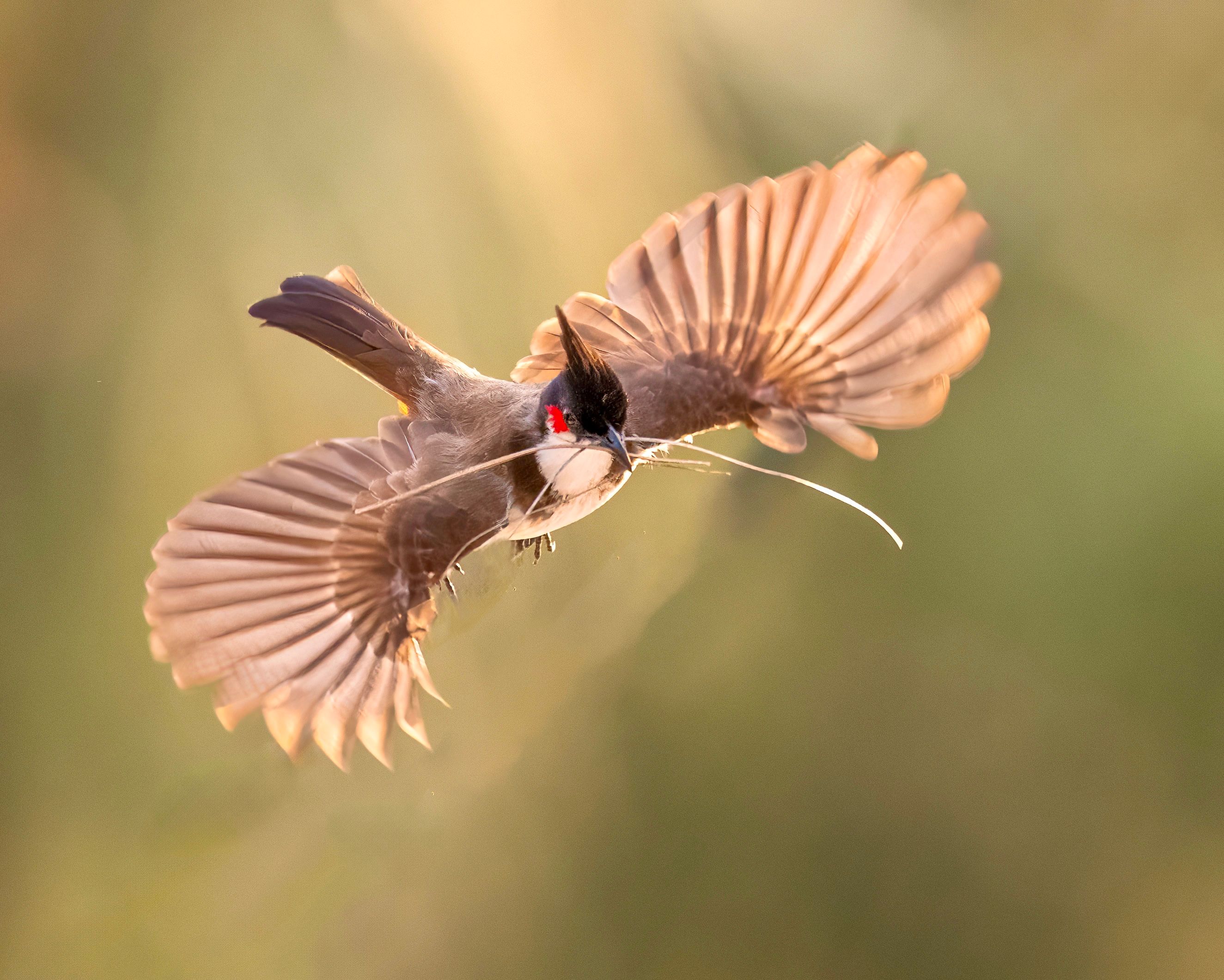 Red Whiskered Bulbul by Sunil Prabhakar Thokal on YouPic
