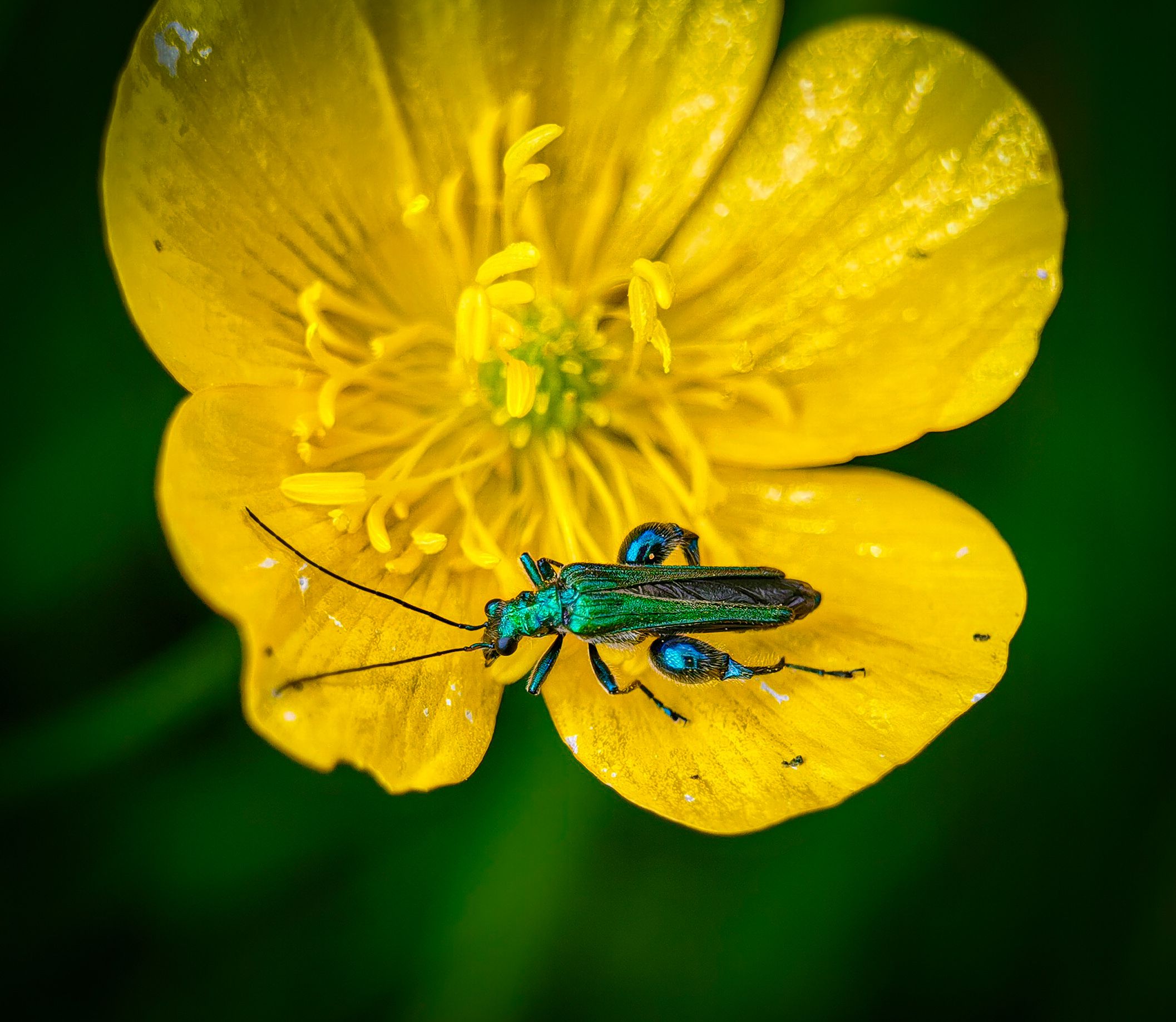 Swollen Thighed Beetle by Passionate about photography on YouPic